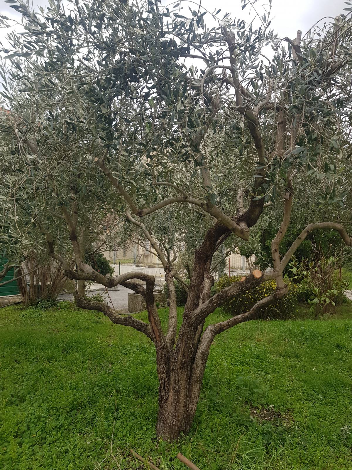 Stablo masline - Talijanke - 15 godina staro