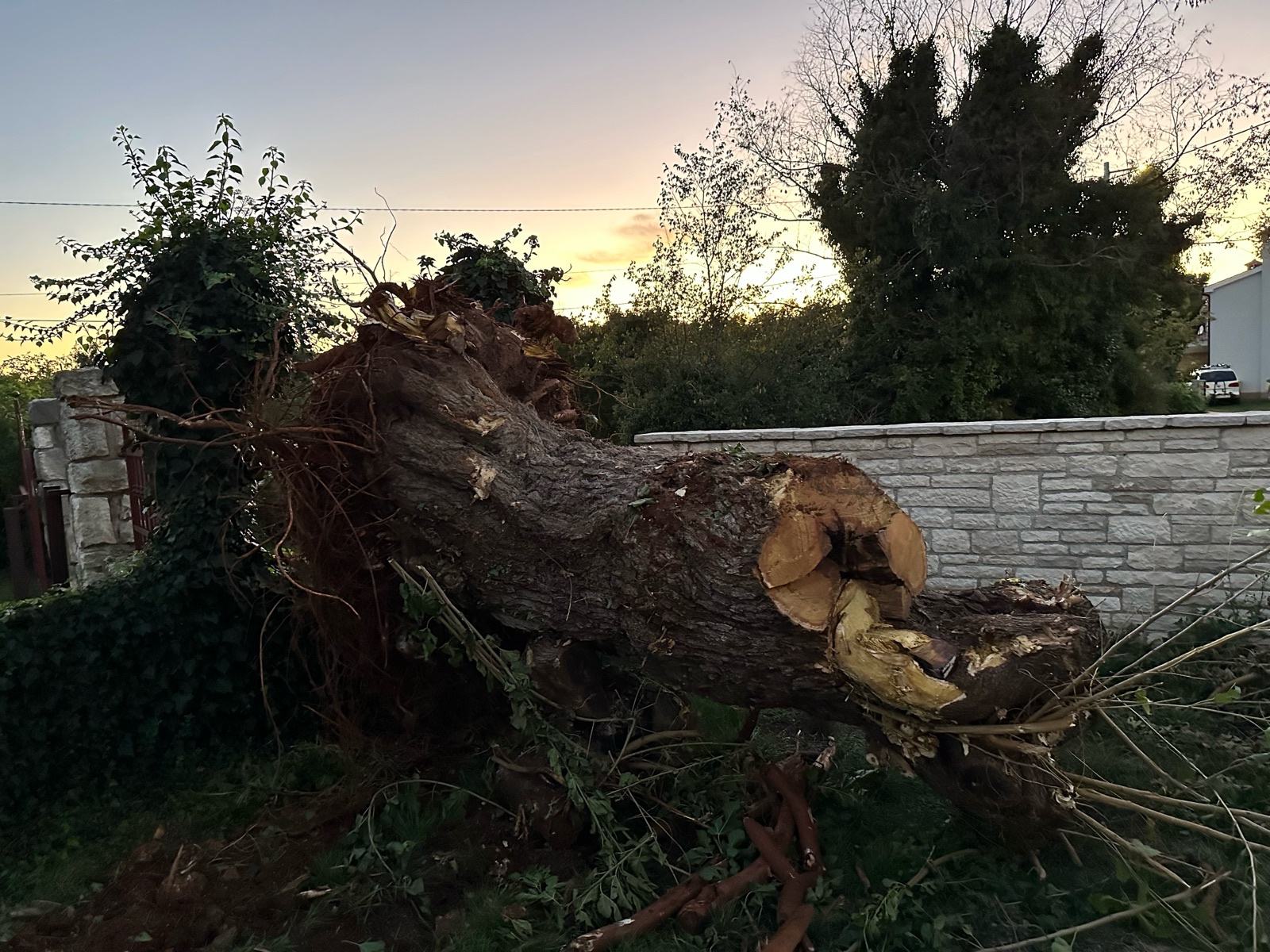 Stablo Murve 100cm promjer 270cm dužine