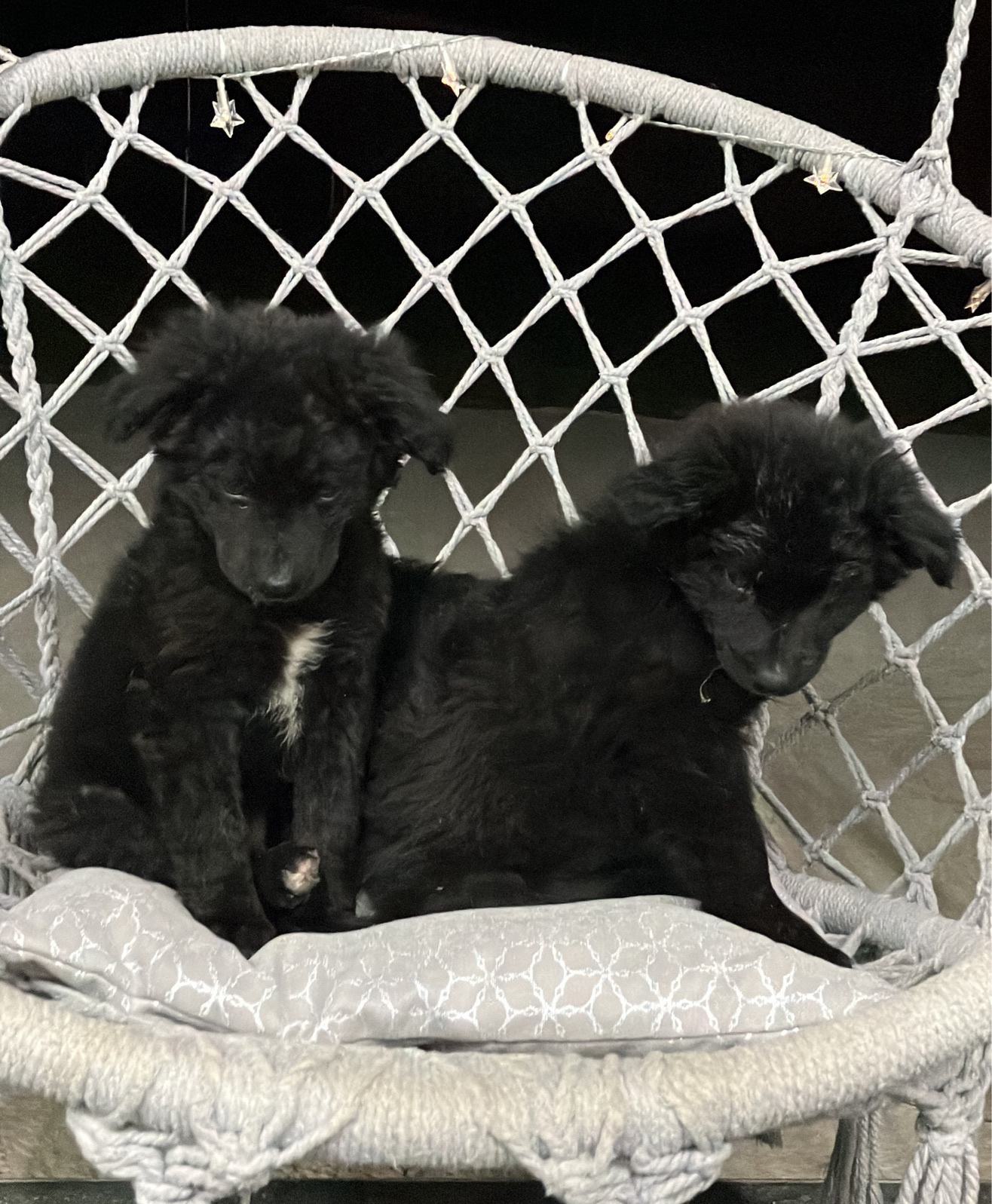 Štene labrador-samojed