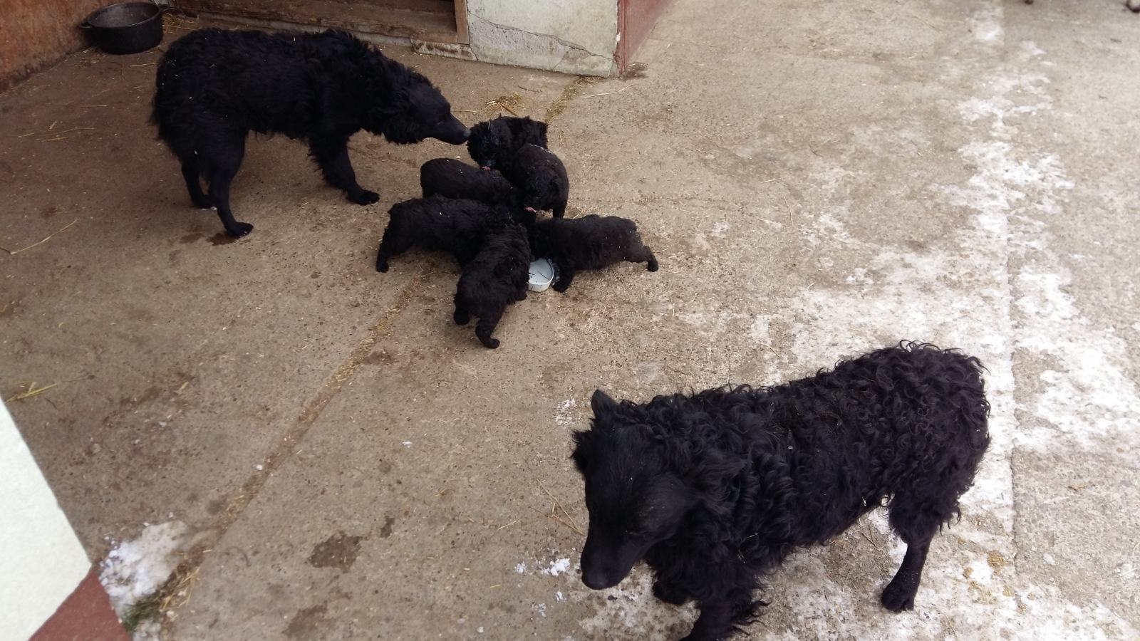 stenici hrvatskog ovcara