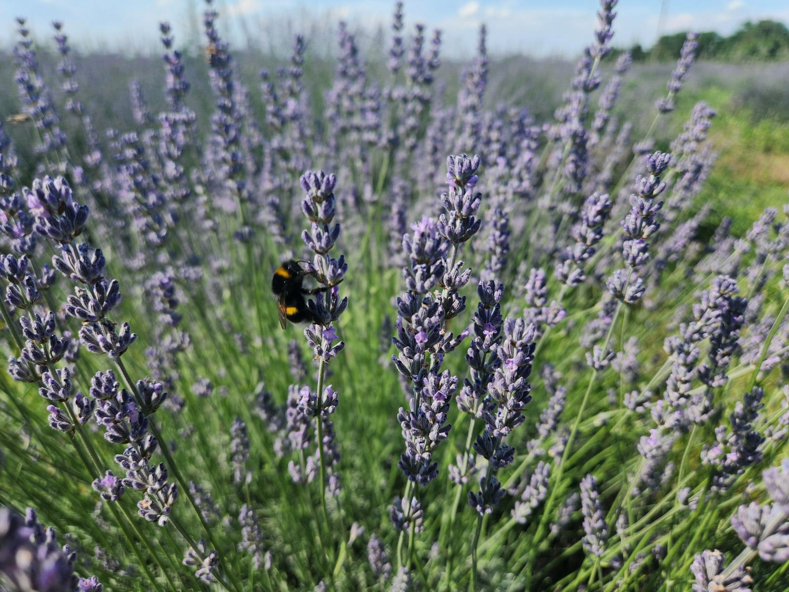 Lavanda - Suhi cvijet