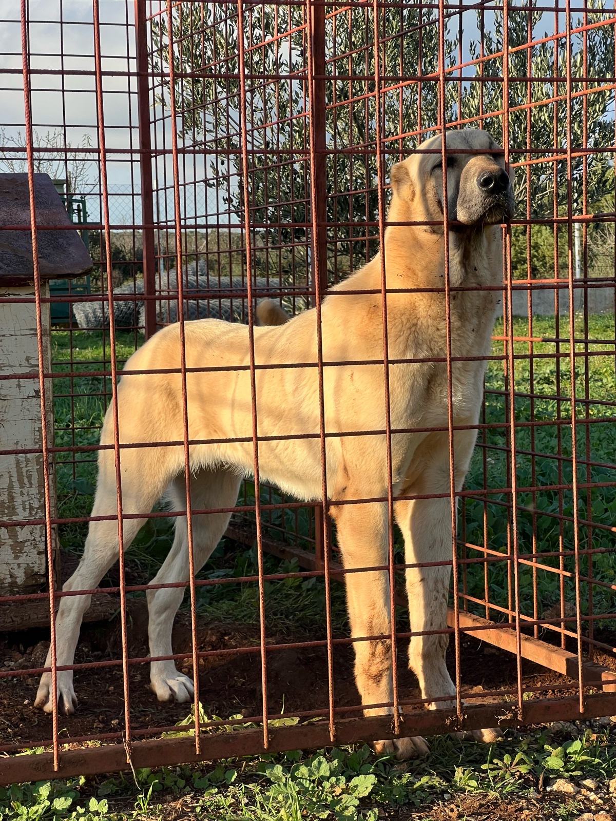 Turski kangal
