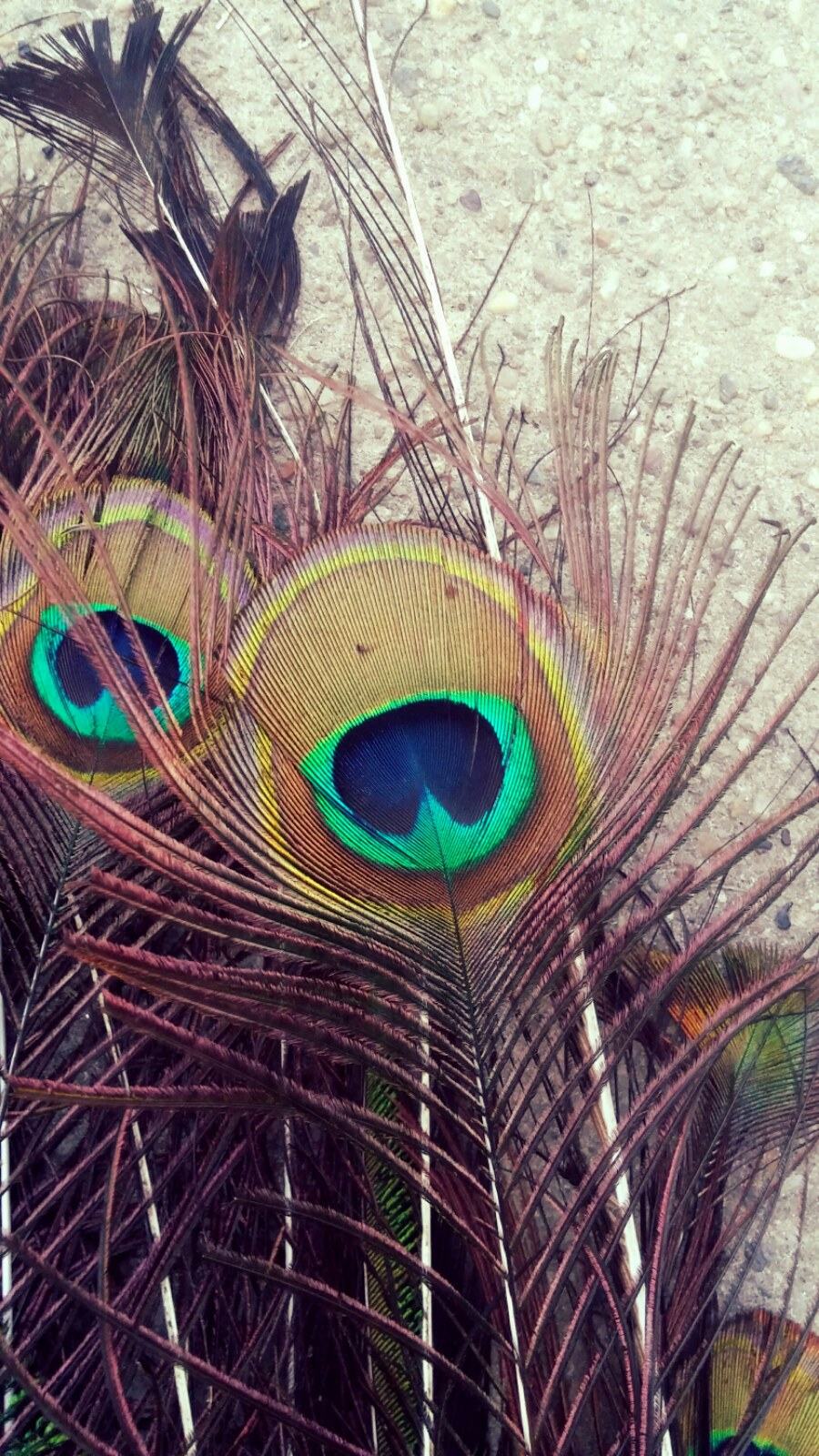 Ukrasno Paunovo Perje