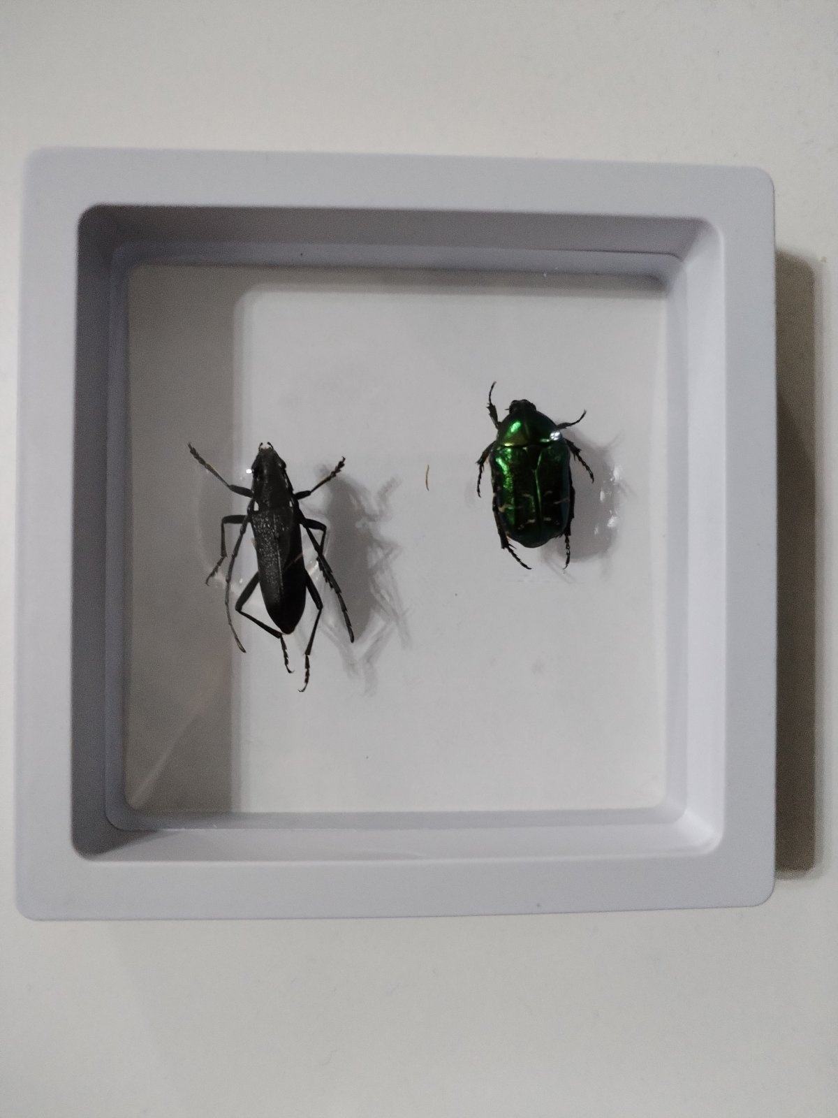 uramljeni pravi kukci insekti rodjendanski poklon