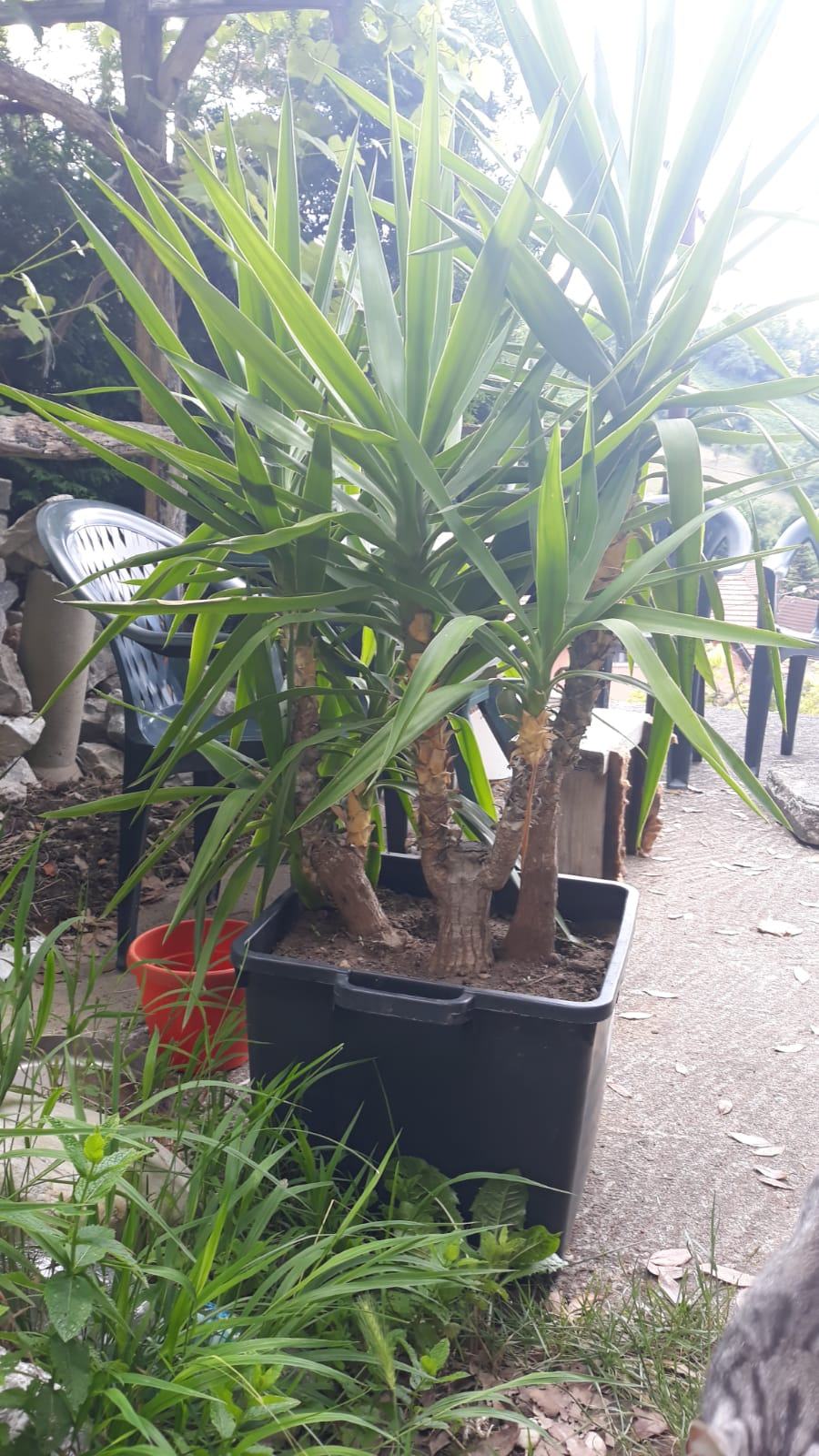 Yucca ( drvo zivota, juka )