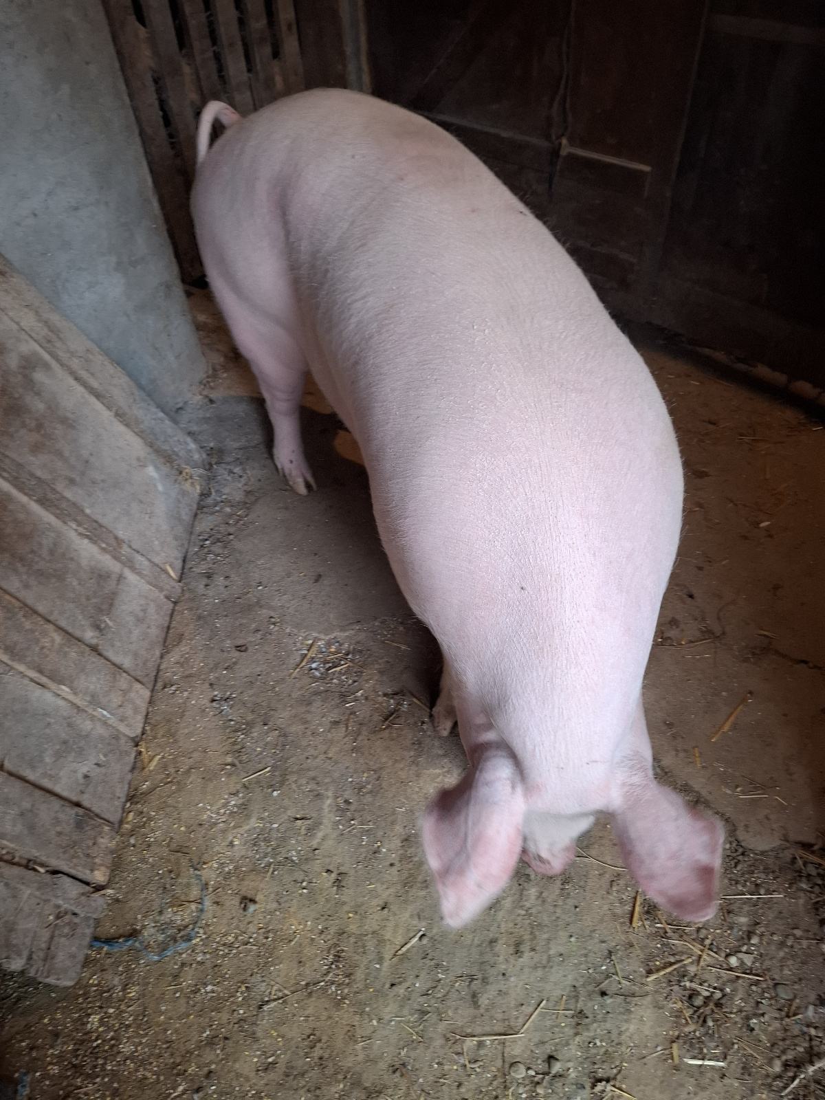 bekoni