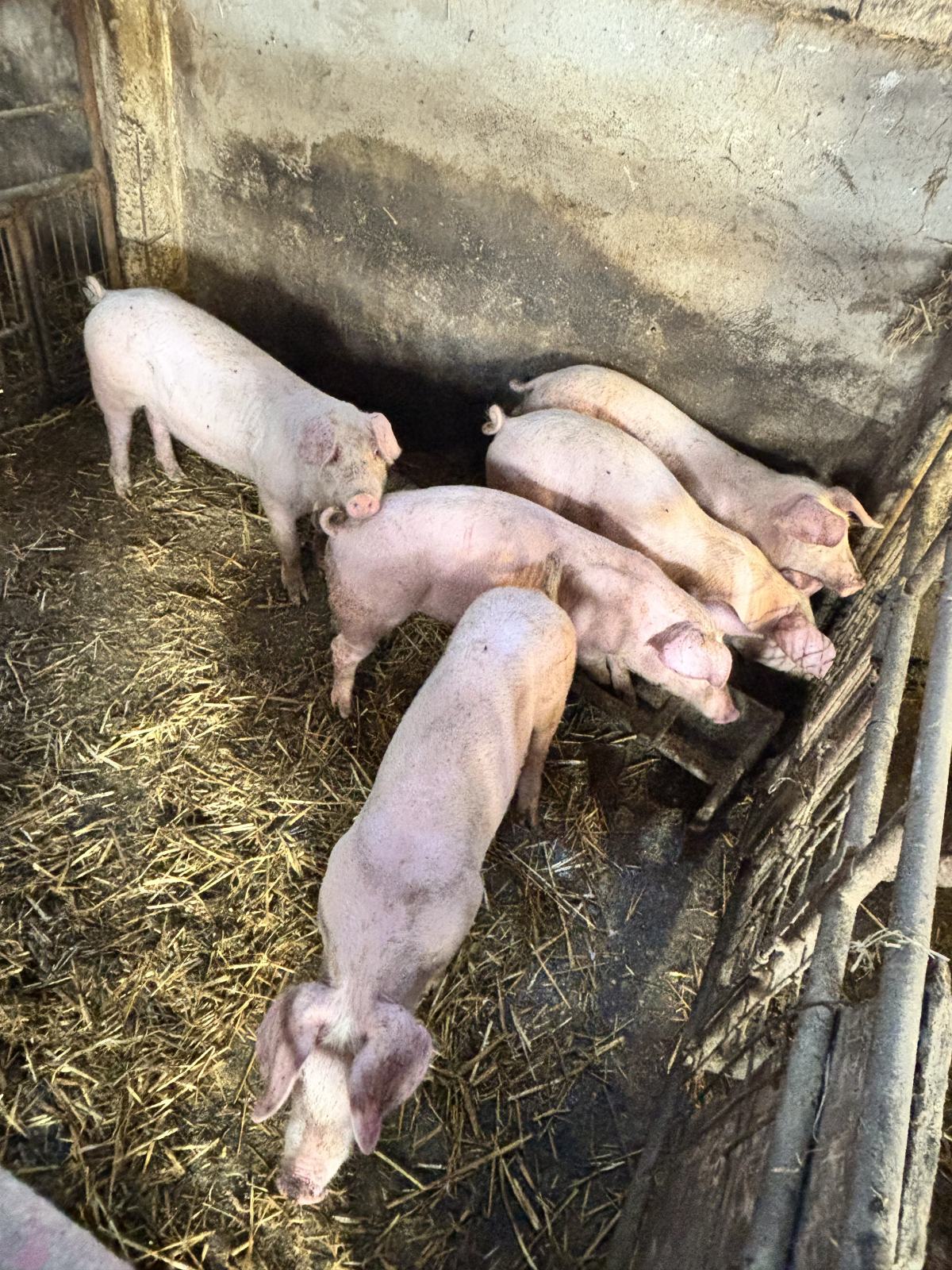 Odojci | landras | 3 muška | 30-35kg