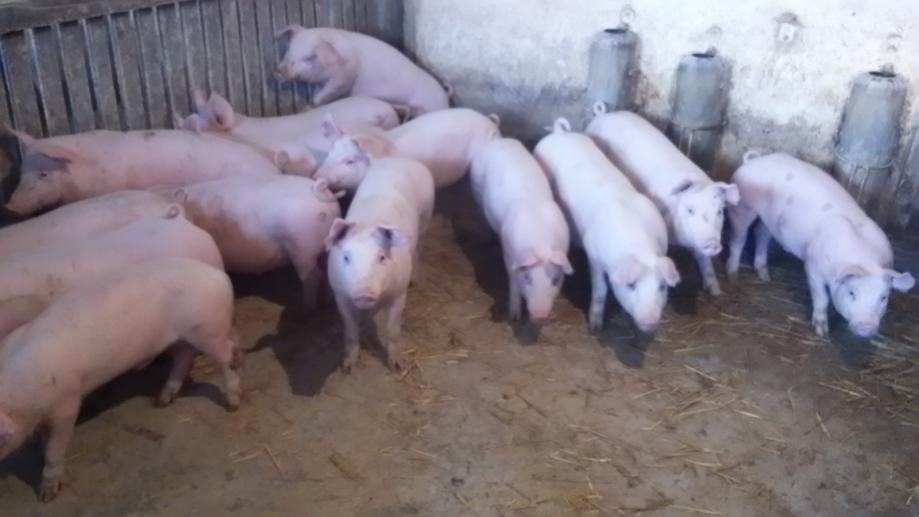 ODOJCI LANDRAS DOMAĆI UZGOJ