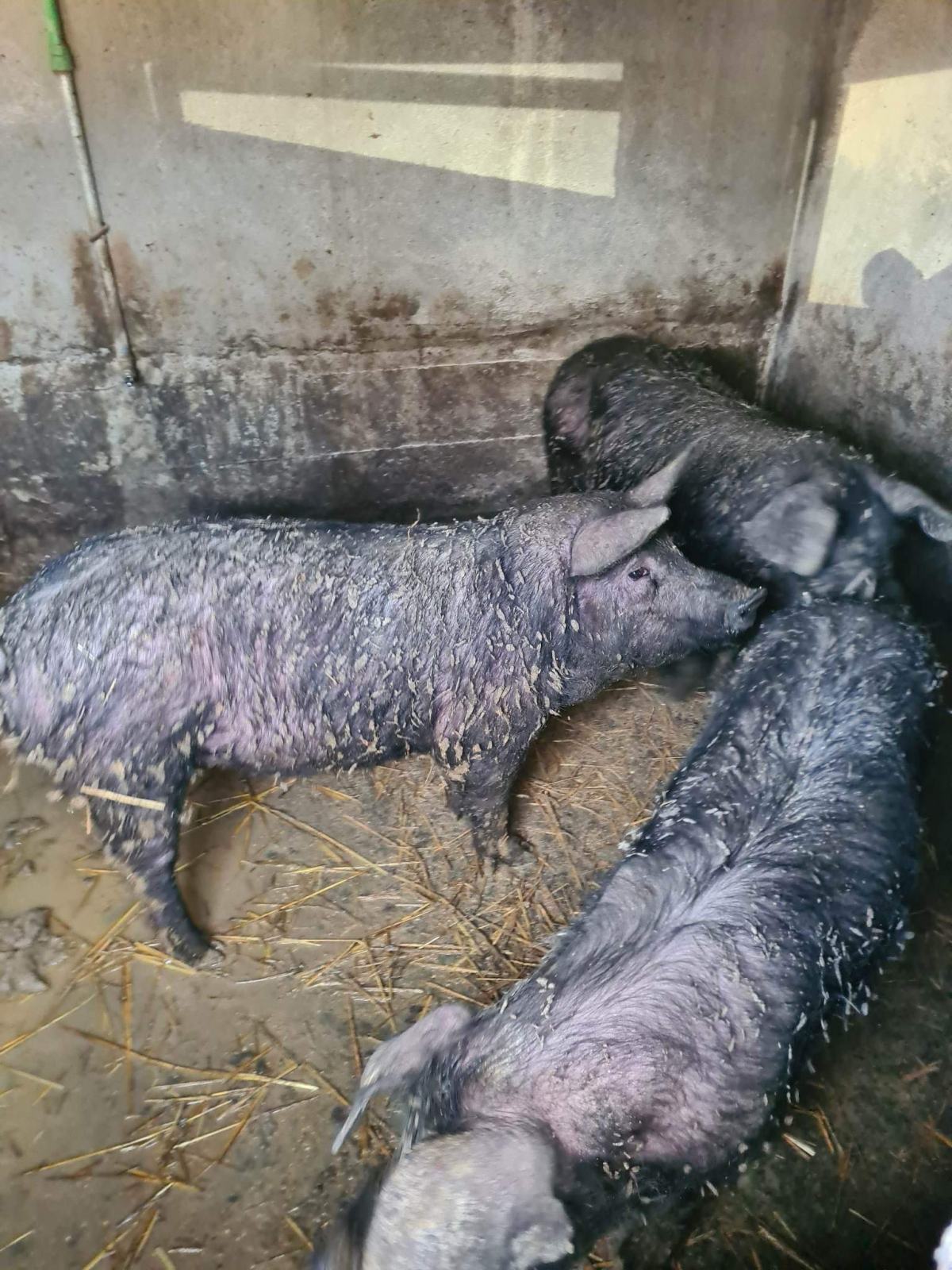 Crna slavonska svinja