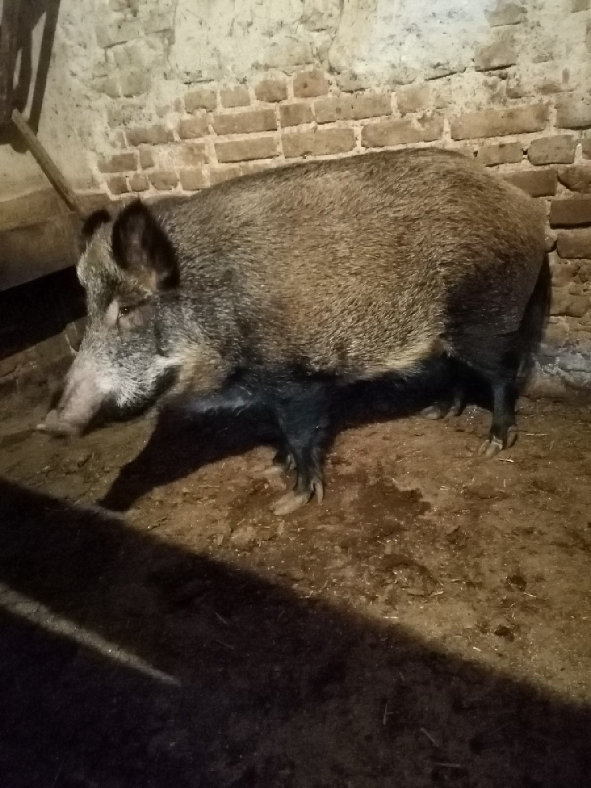 Divlji vepar, divlje svinje. Divlja krmaca