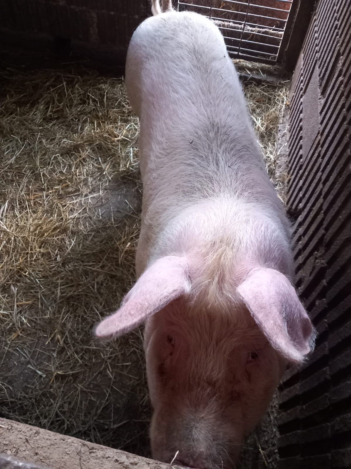 Domaće svinje 170-180kg - PRODAJA