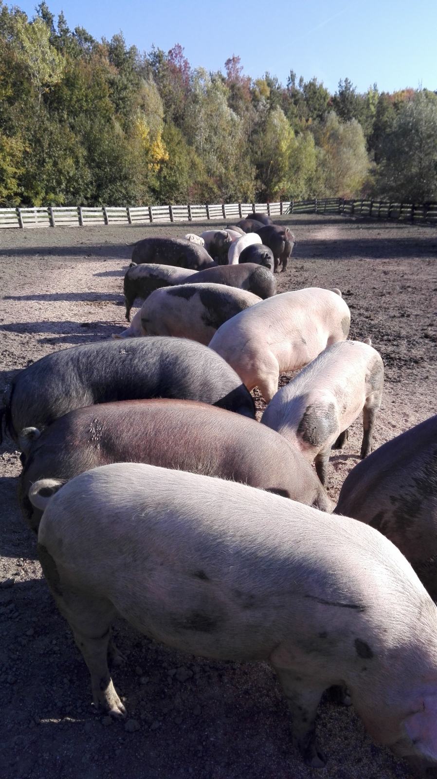 KRMACE VELIKI JOKSIR