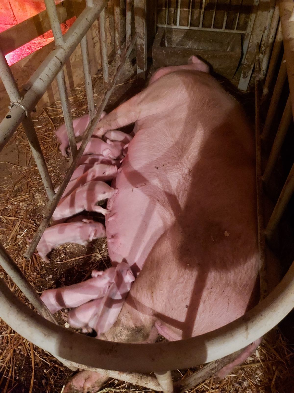 Krmaca sa 11 odojaka