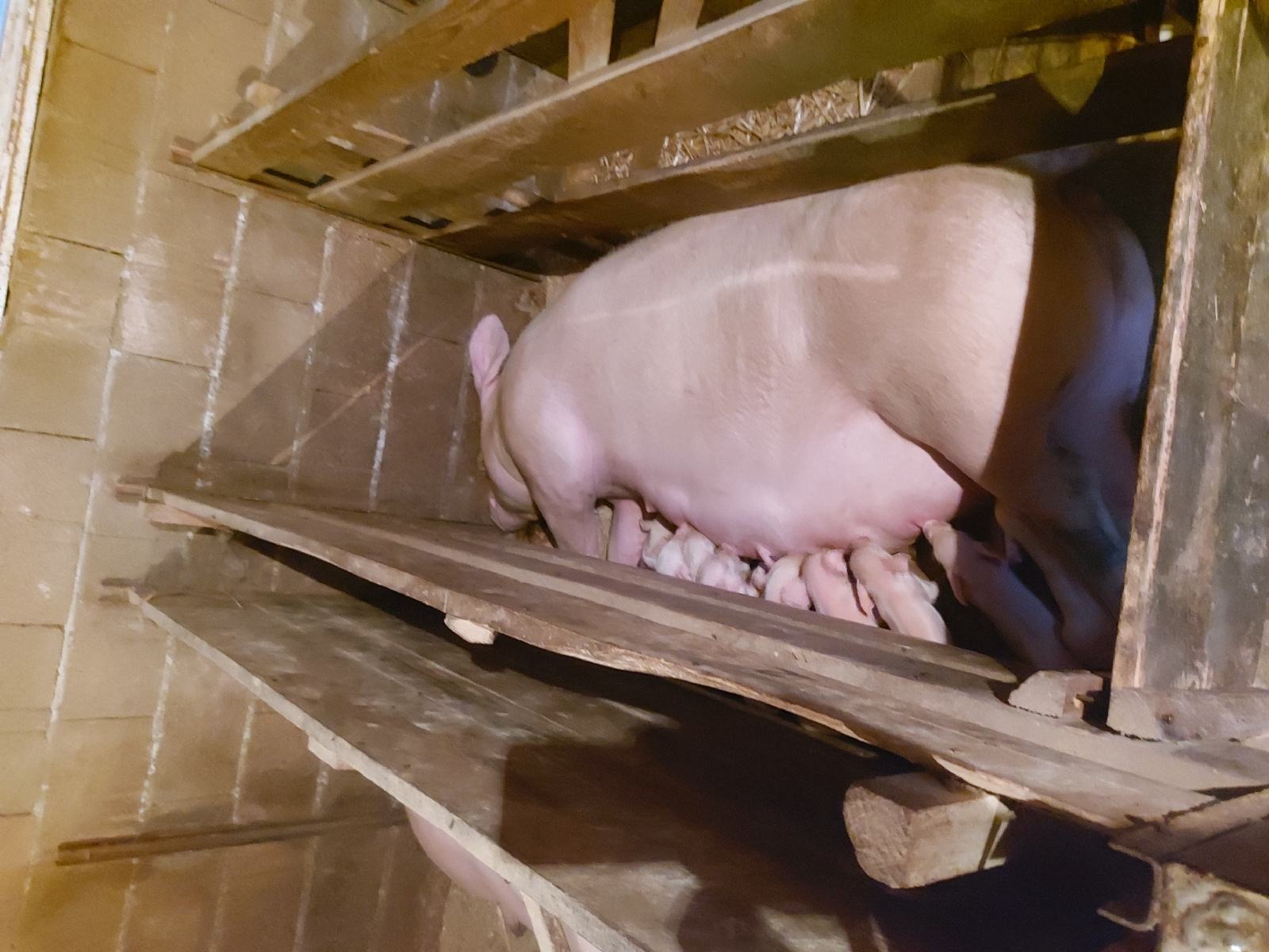 Krmaca sa 13 odojaka