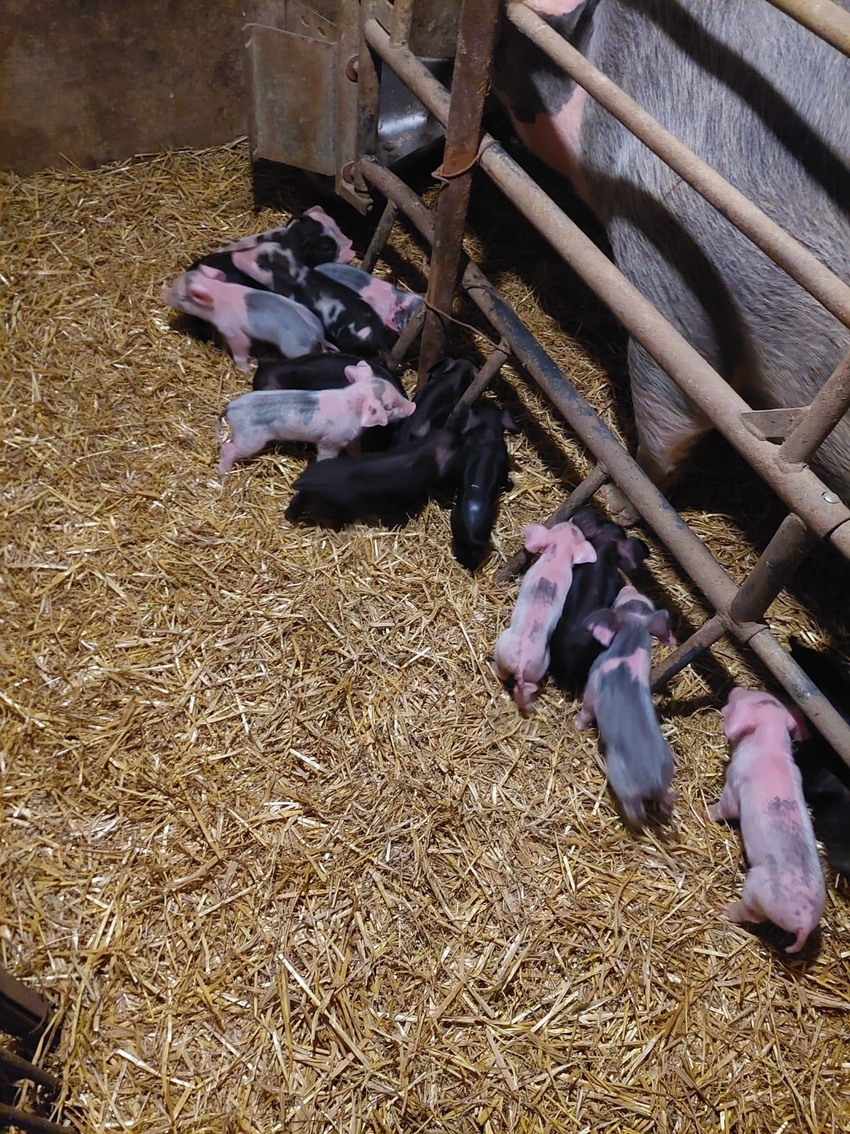 ZVATI SAMO NA 0997525319 !!! Krmača sa 15 odojaka, stari 5 dana