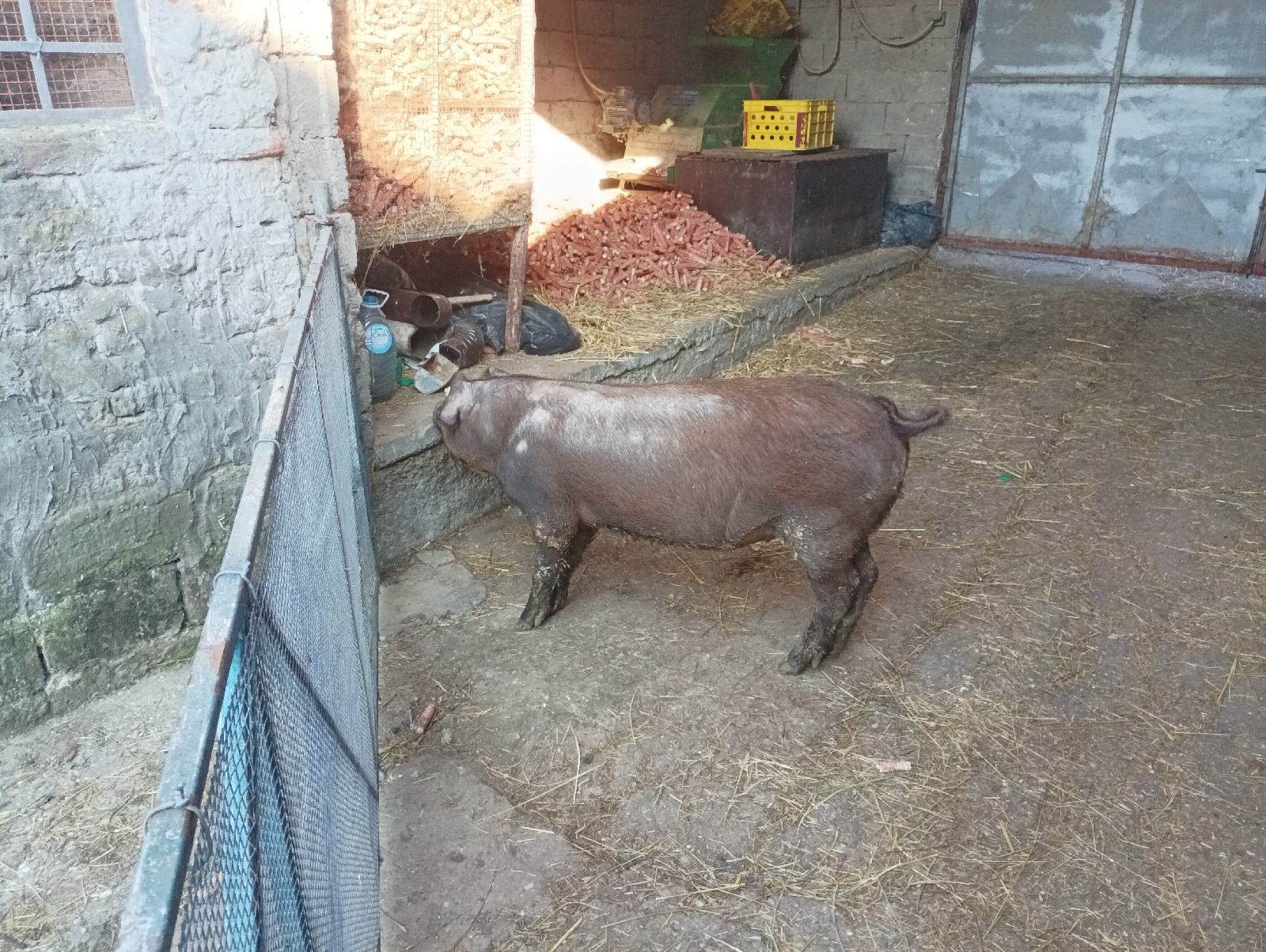 Krmača 2 mjeseca suprasna