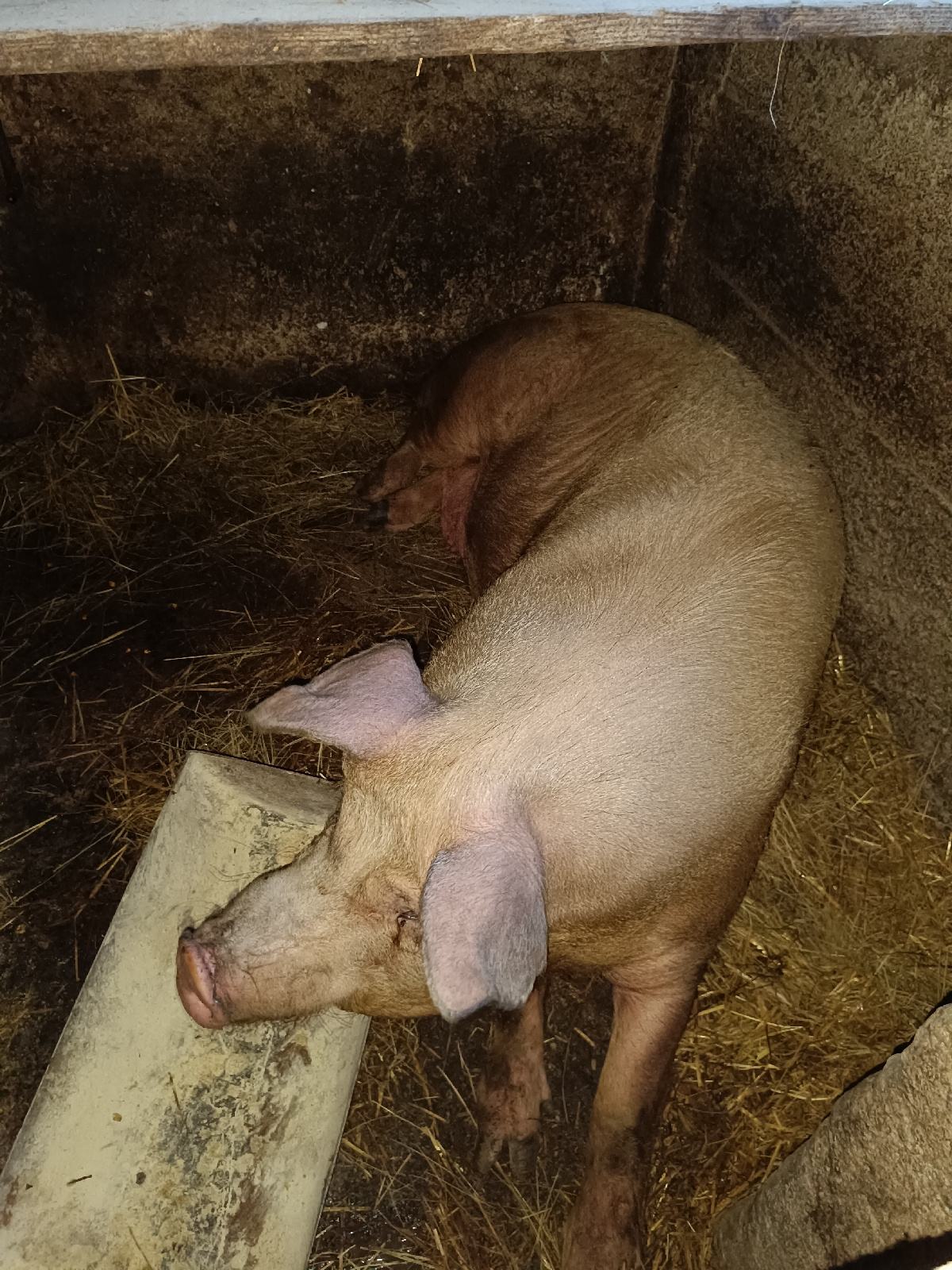 Krmača - čitaj oglas