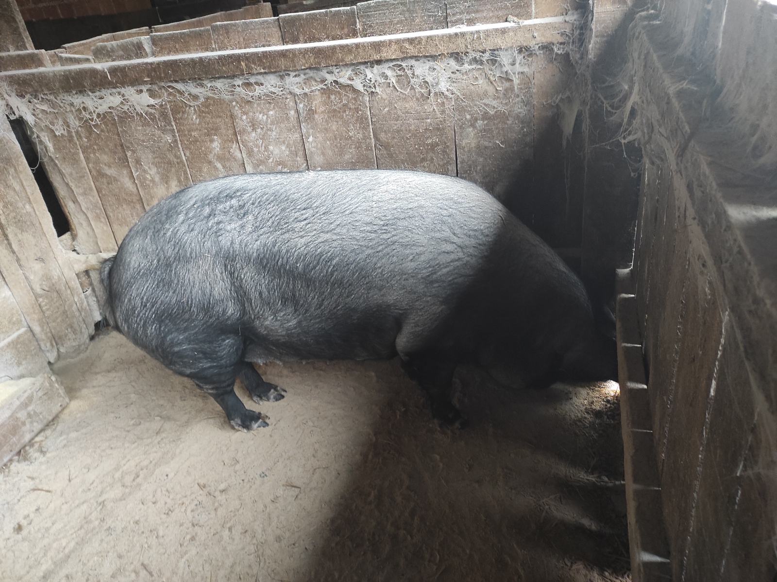 Krmača za klanje 250 kg