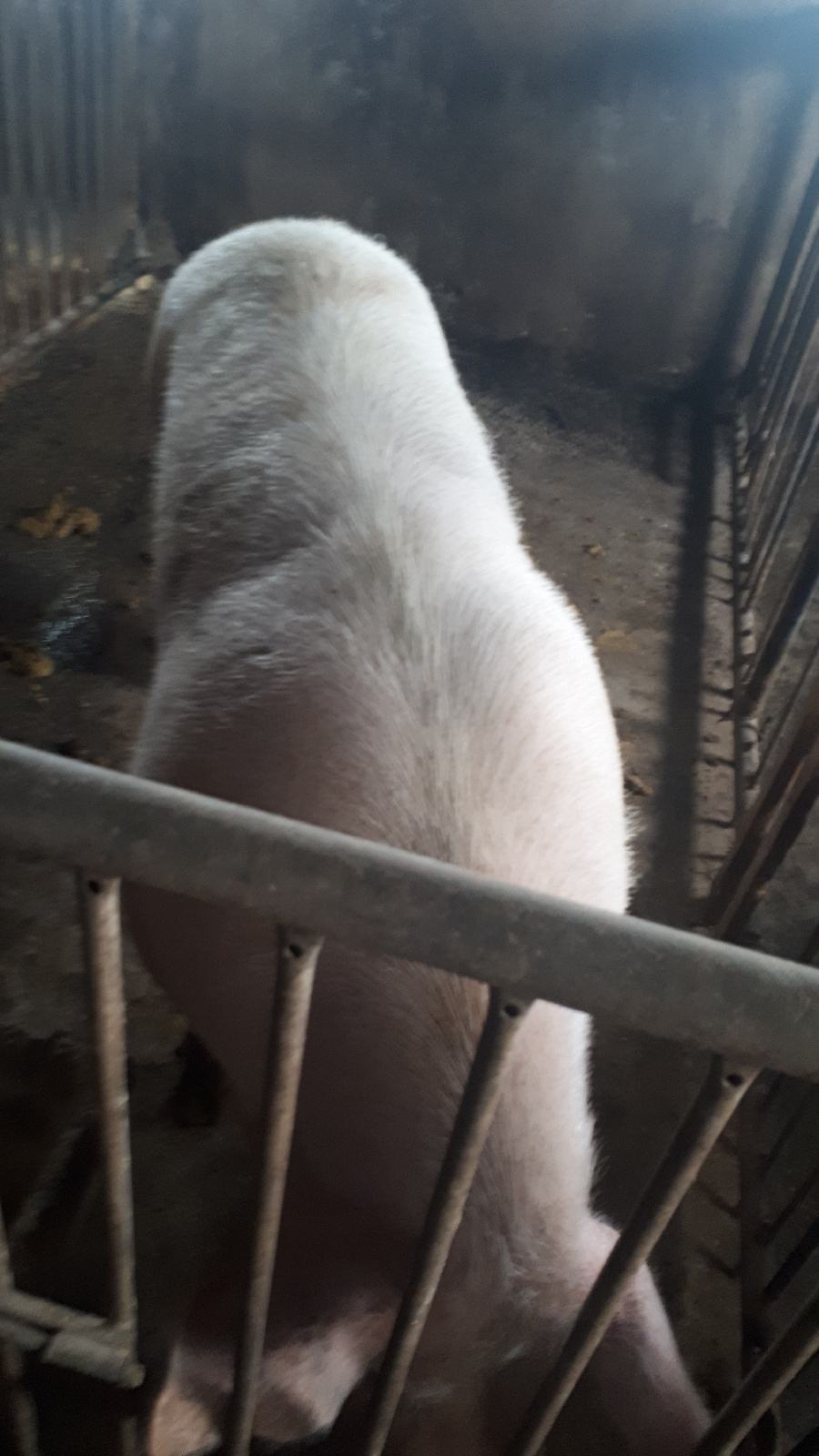 krmaca za klanje