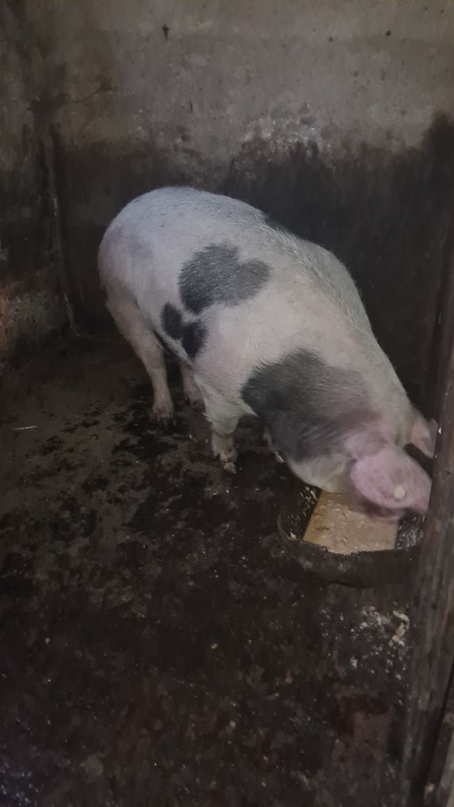 Krmača za klanje
