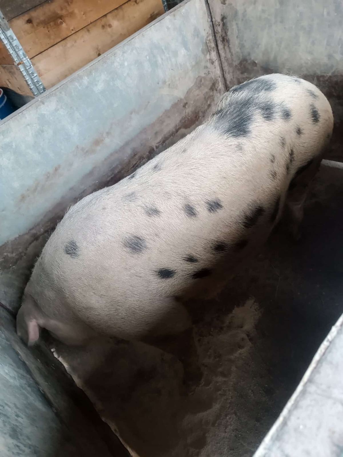 Krmača za klanje