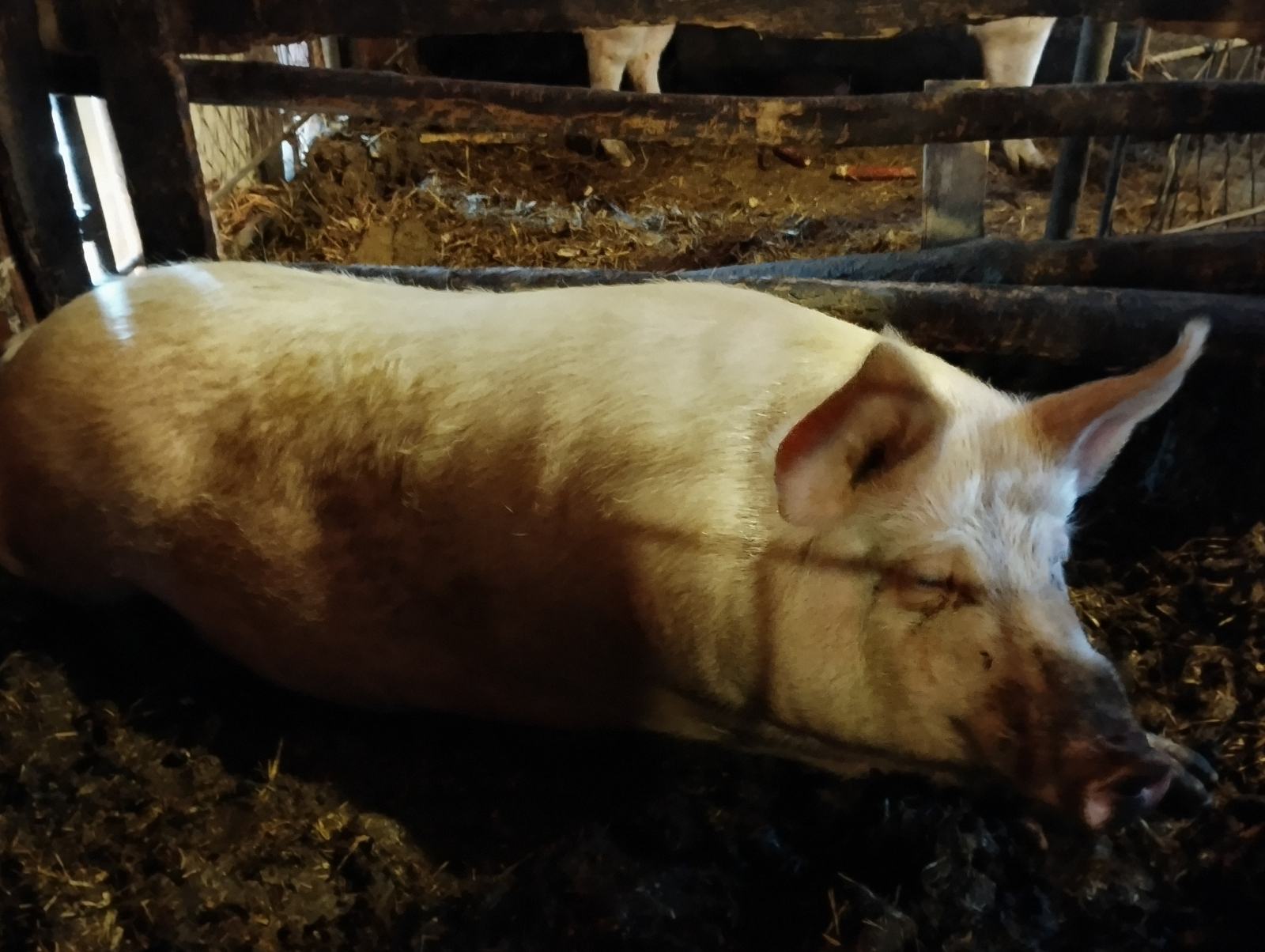 Krmača za klanje