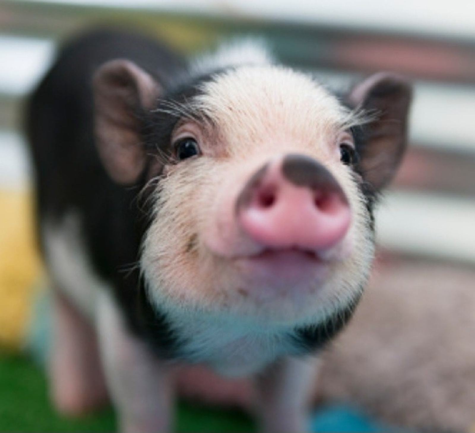 Krmaca za obradu (landras)