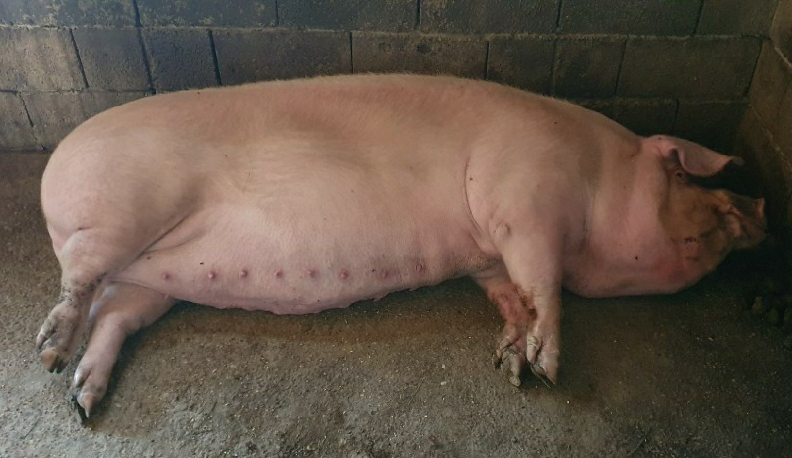 Krmača za obradu