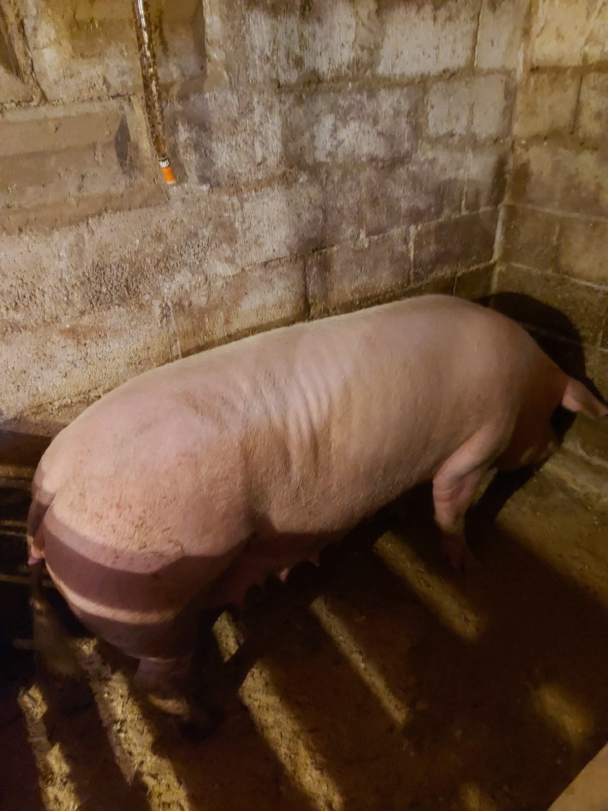 Krmaca za obradu ili rasplod