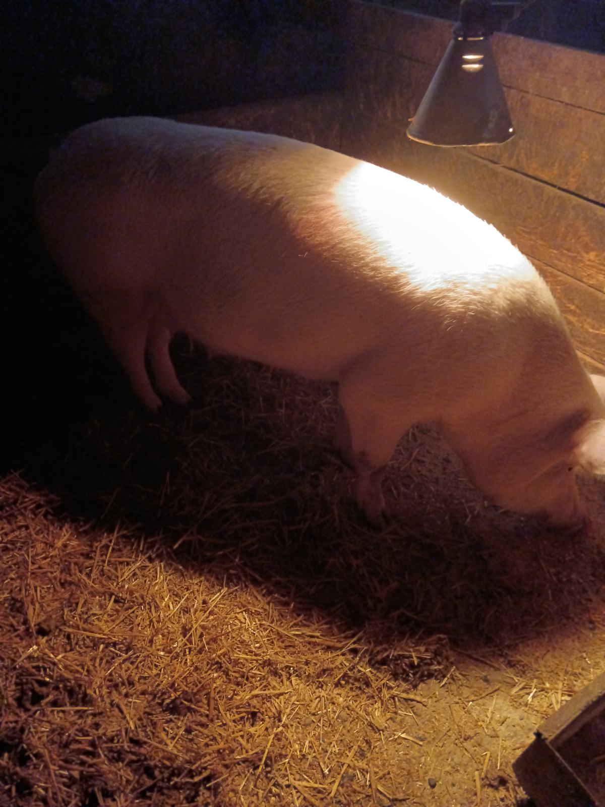 Krmača oko 220kg