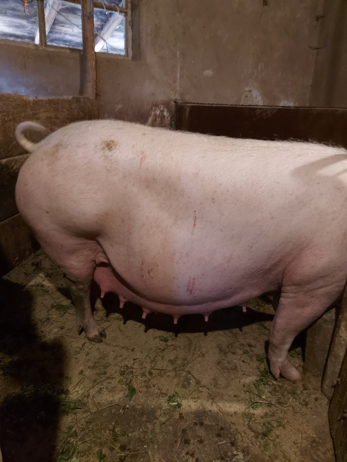 Krmaca pred prasenje