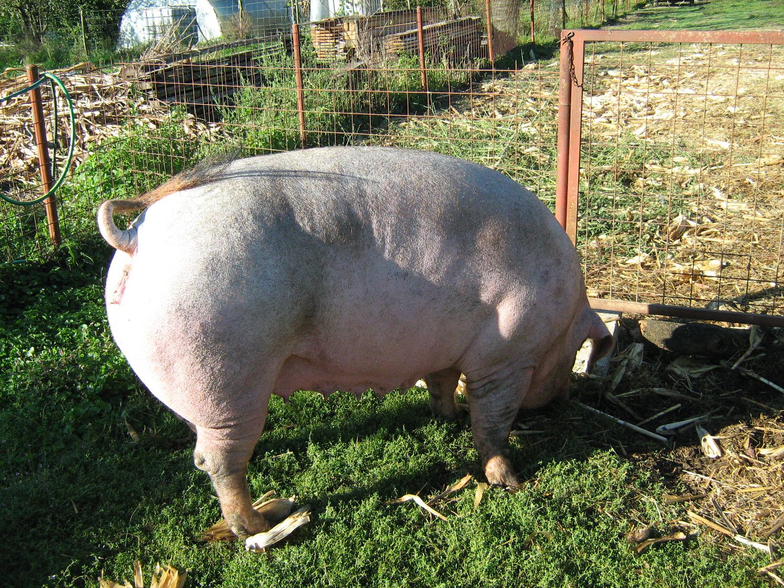 Krmača