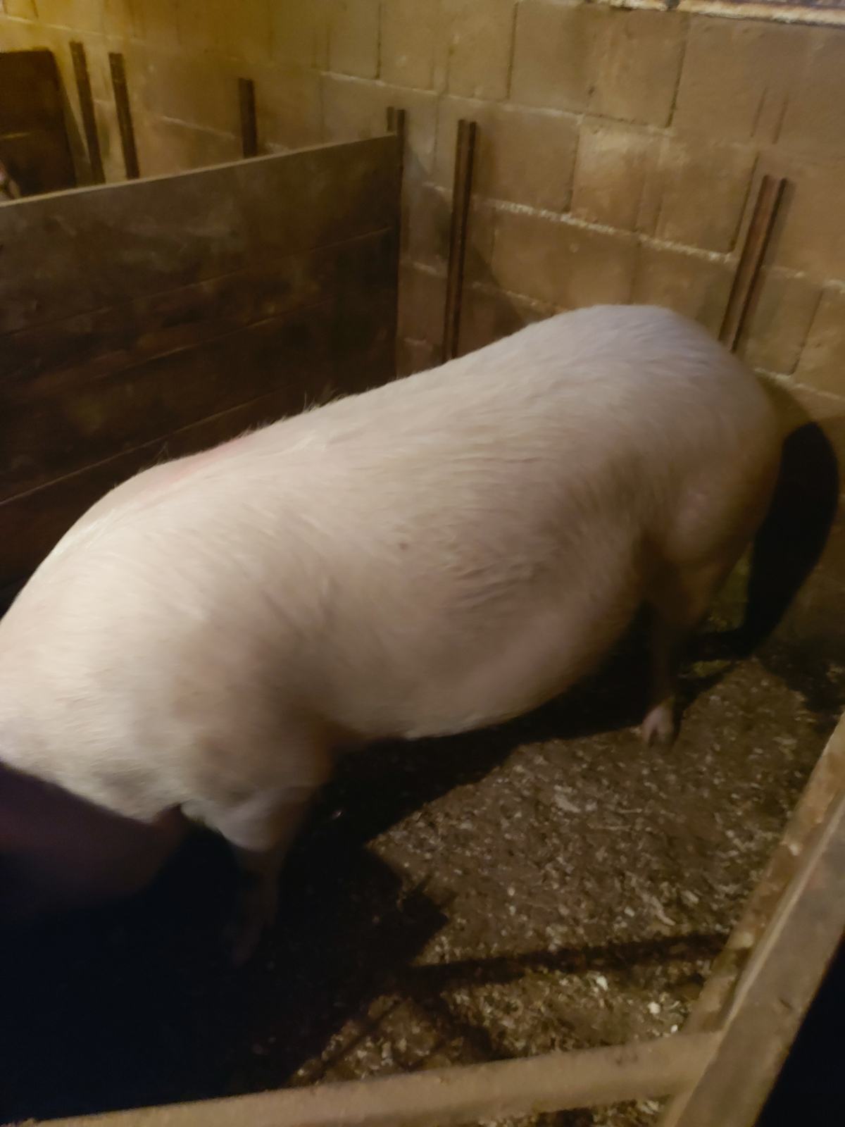 Krmaca suprasna 2.5mj,650e