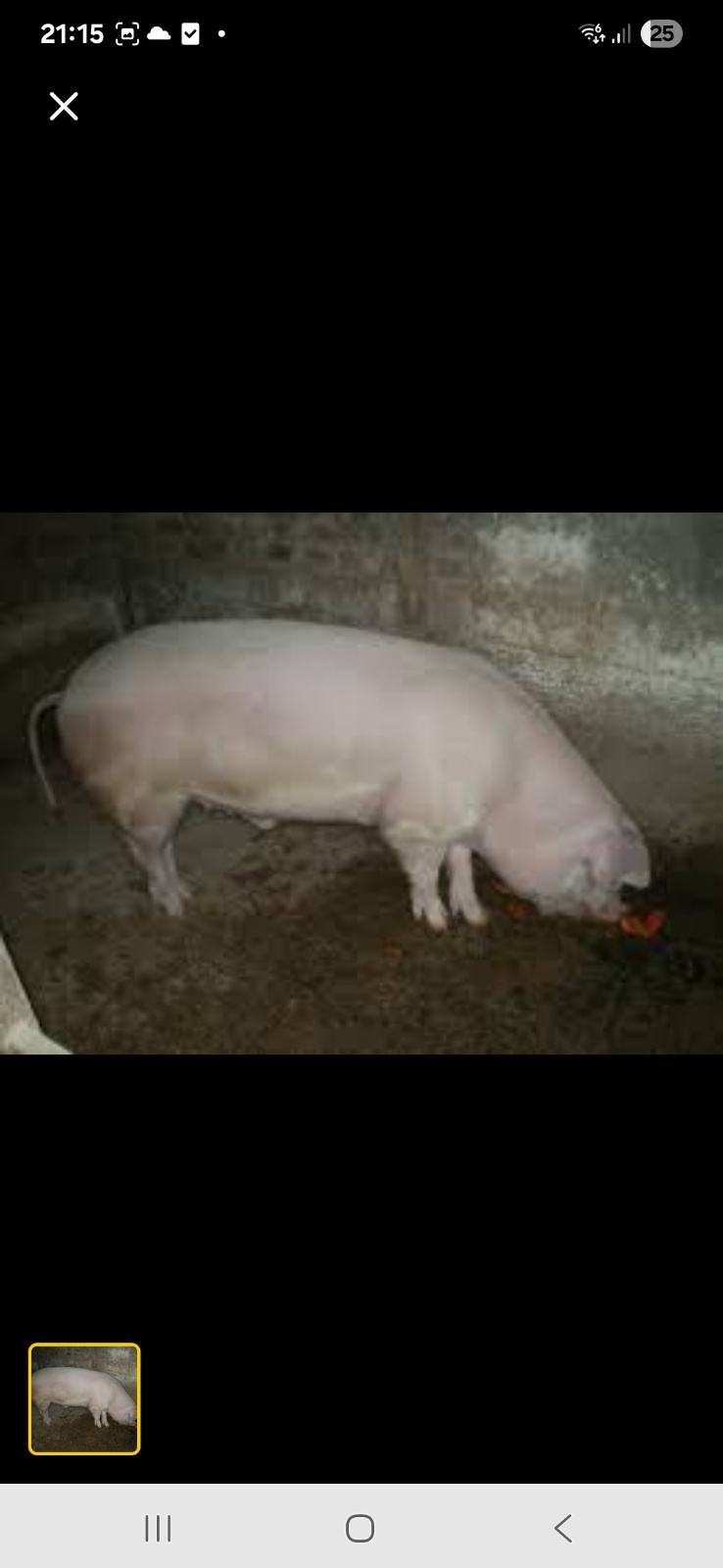 Krmača