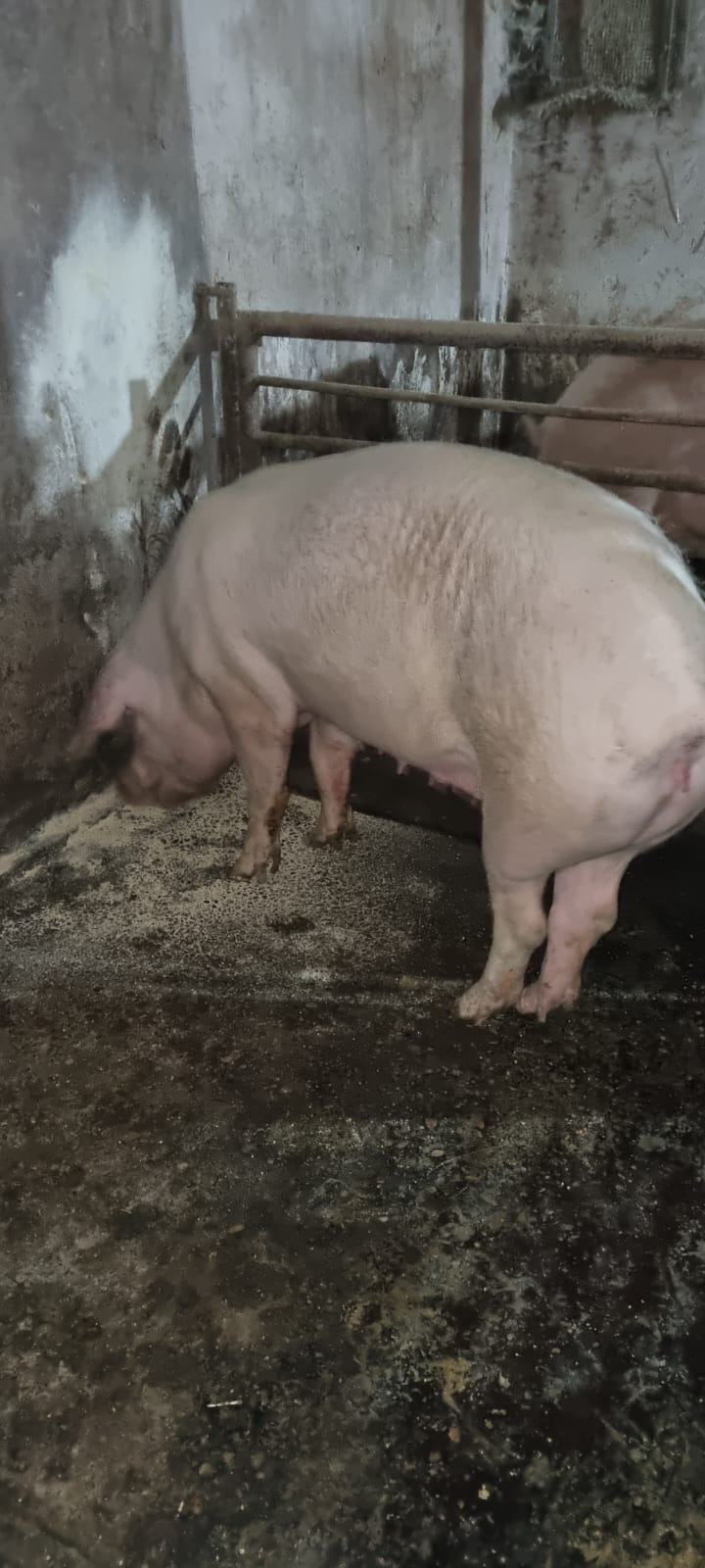 Krmača