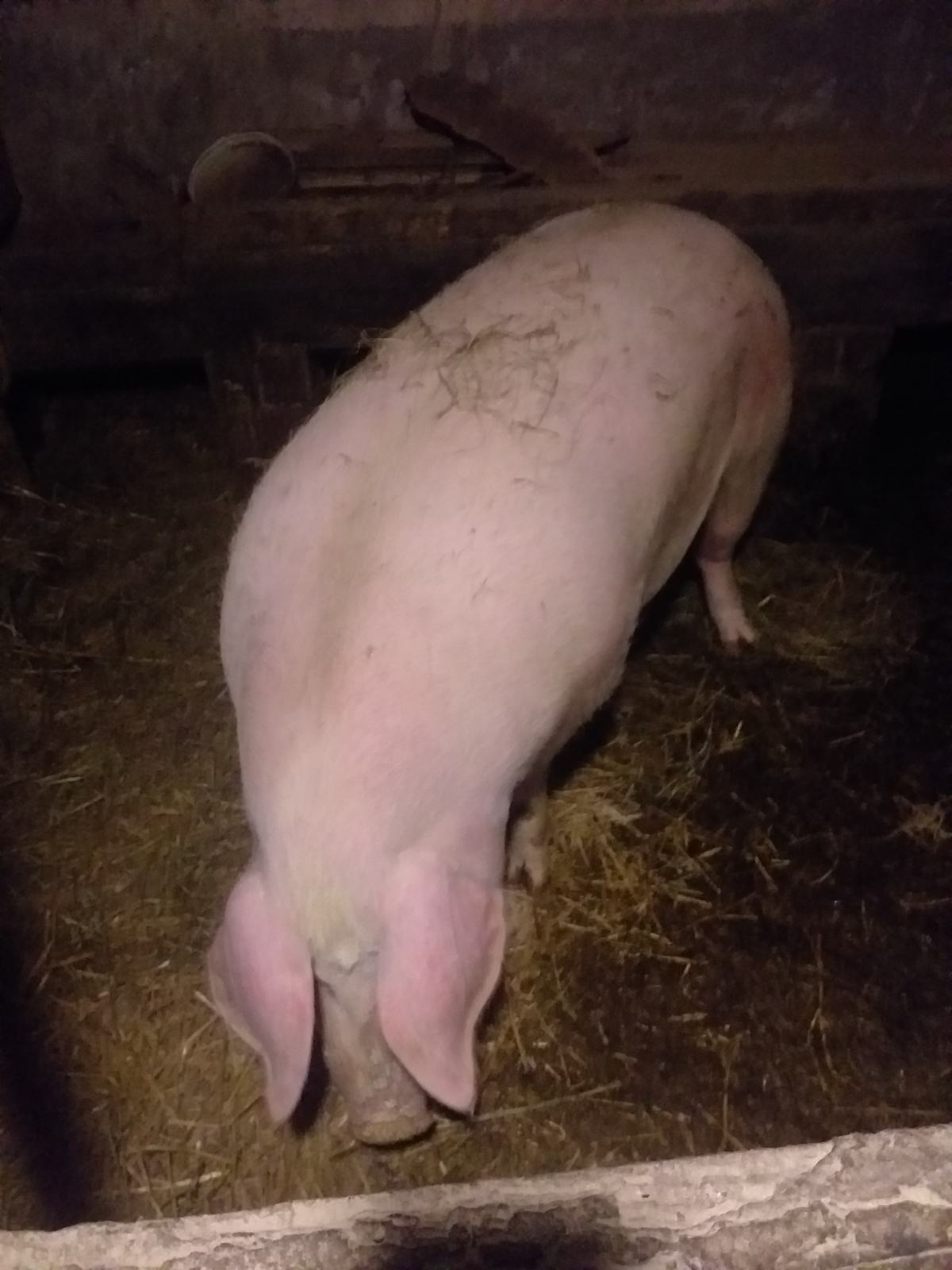 Krmaca suprasna drugi put