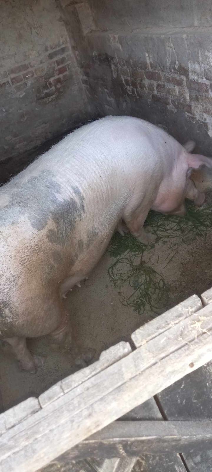 Krmača suprasna