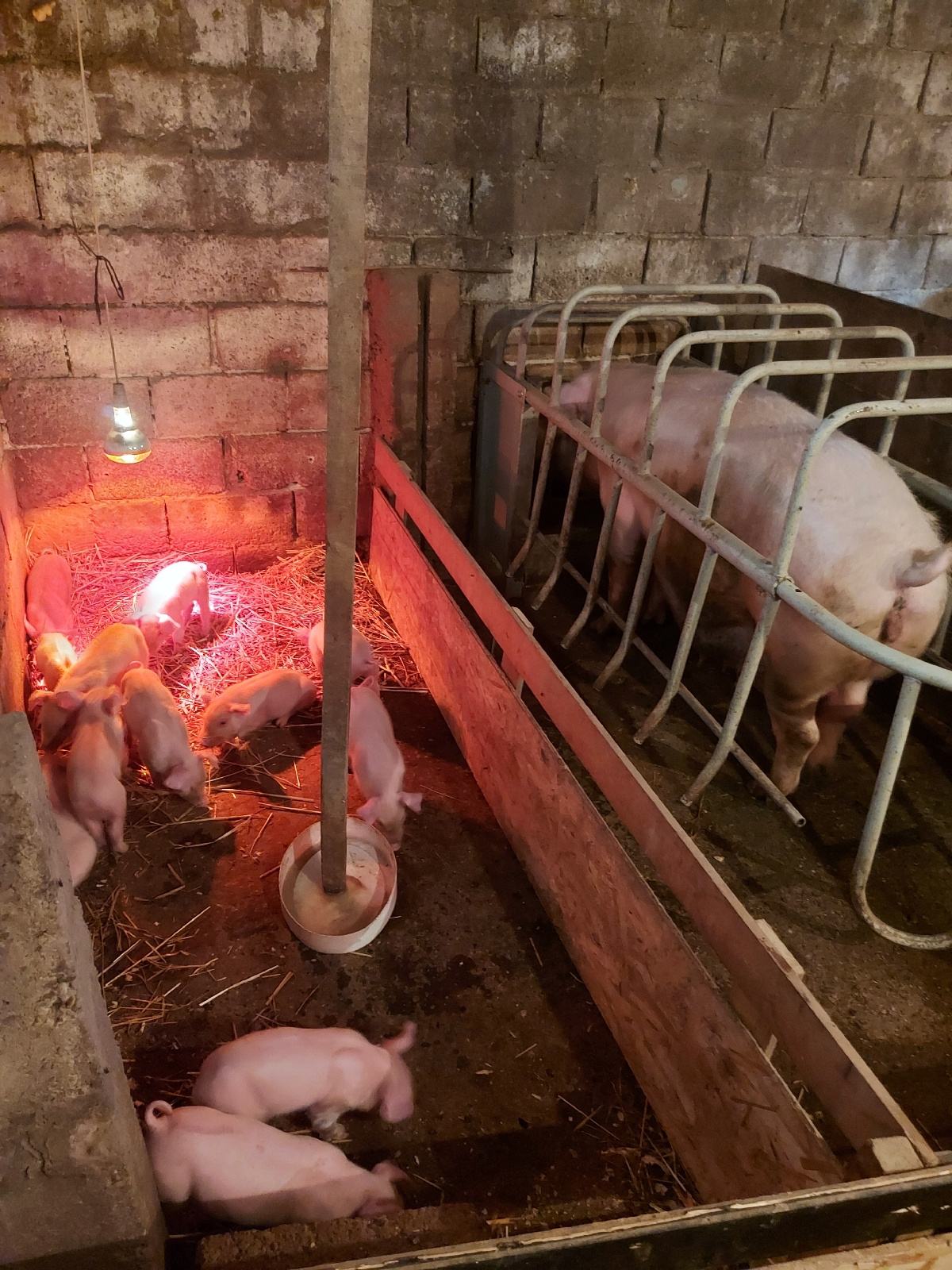 Krmaca sa 12 odojaka