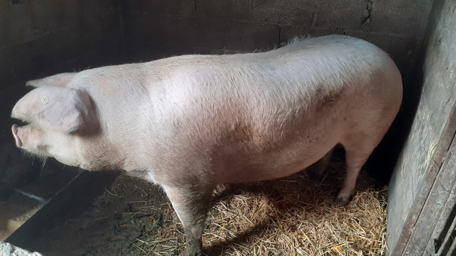 Mlađa krmača za klanje prodajem