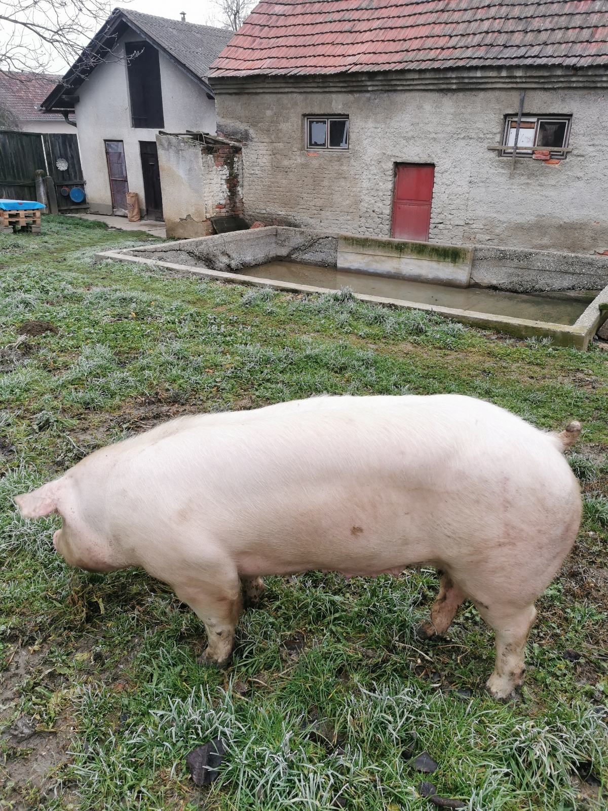 Mlada krmača za klanje