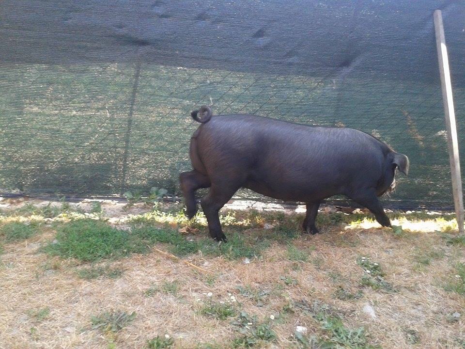 Nazimica CSS x durok