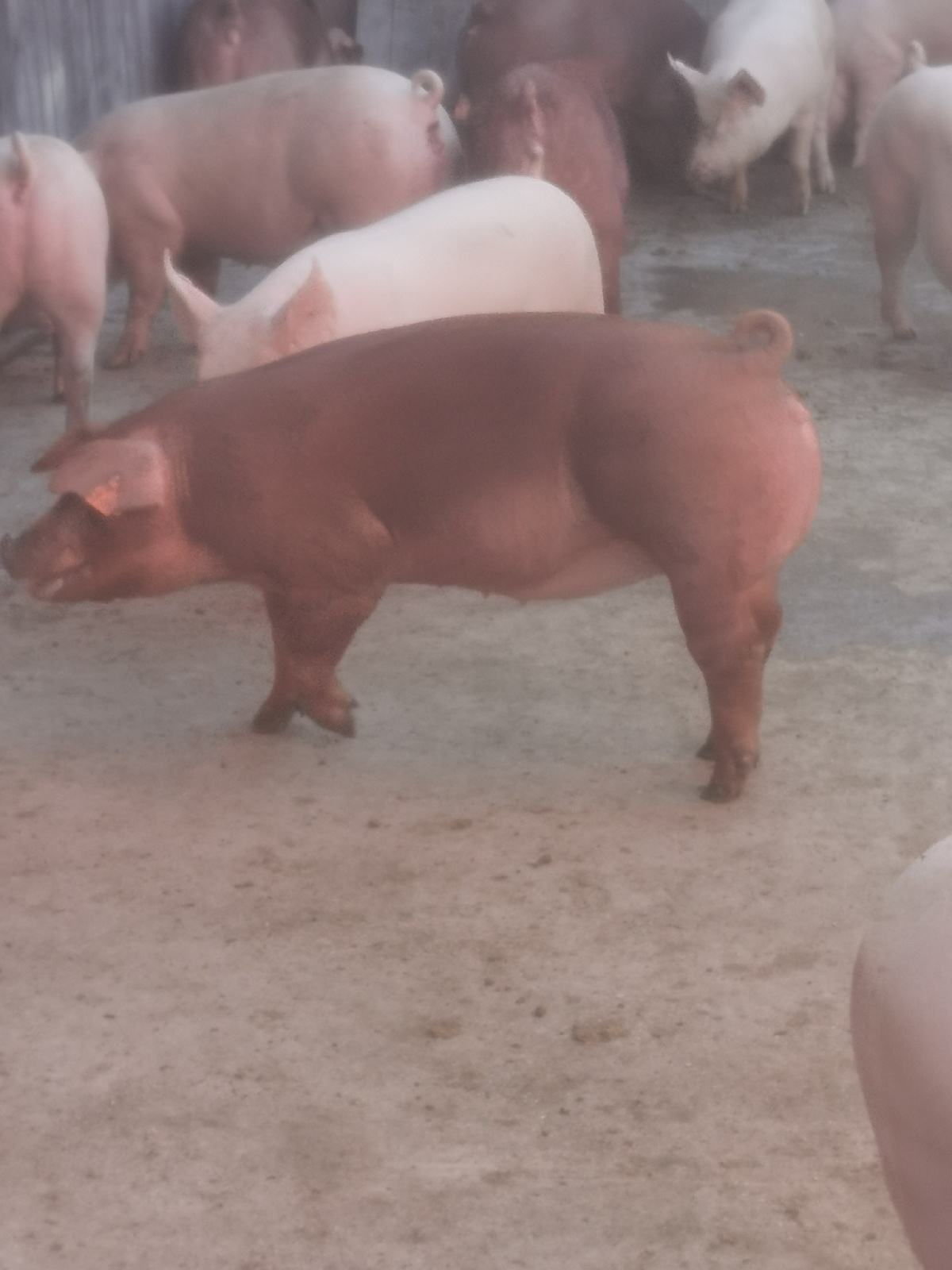 Nazimice Durok,Landras i Veliki Joksir