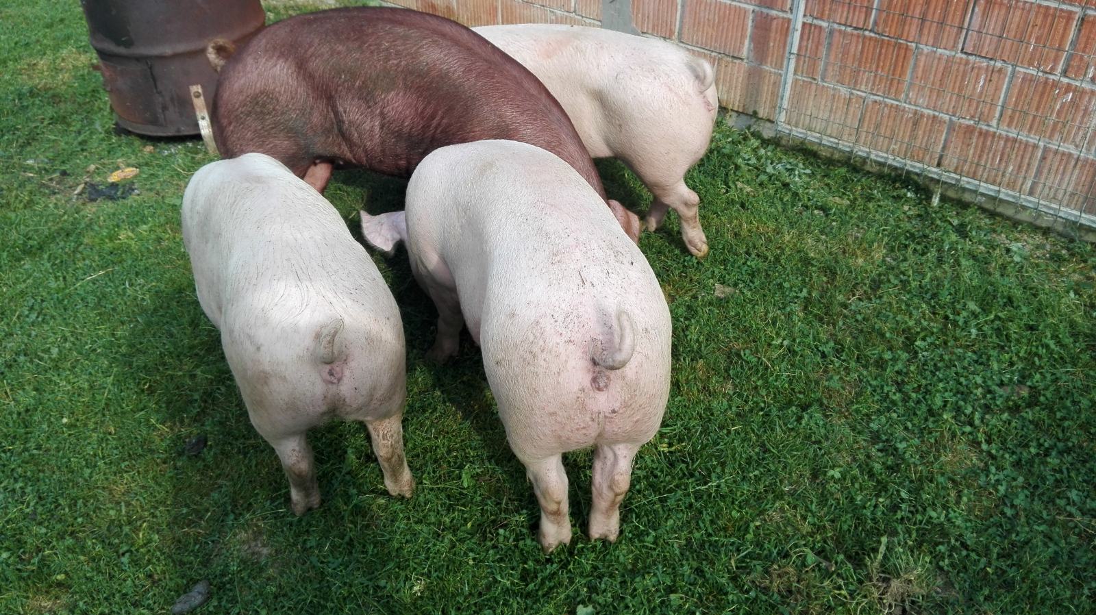 NAZIMICE JOKSIR I DUROK