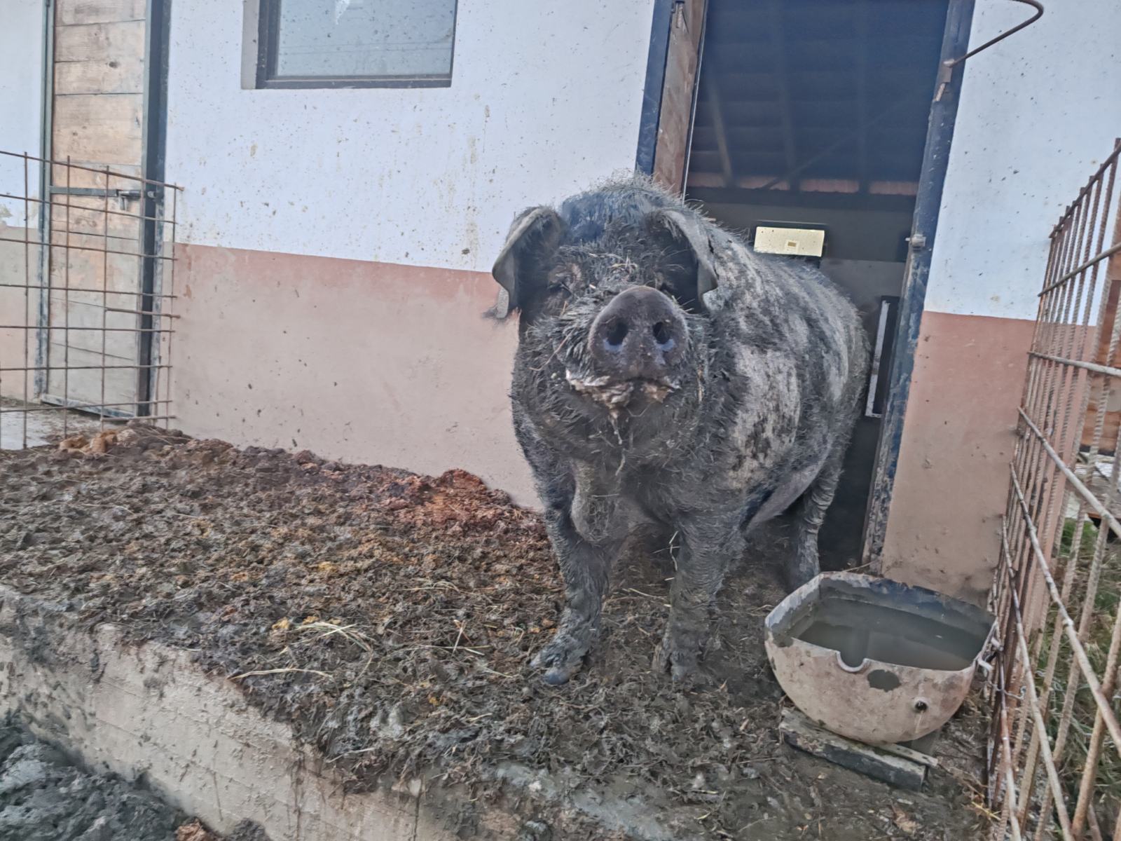 Nerast crna slavonska svinja