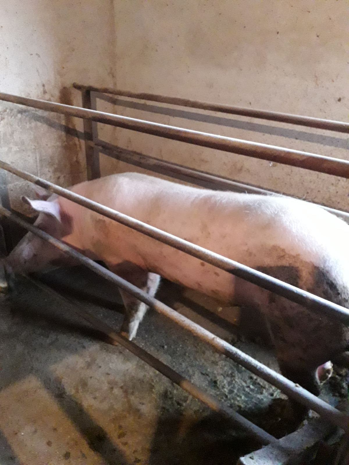 Nerast Joksir i Landrad