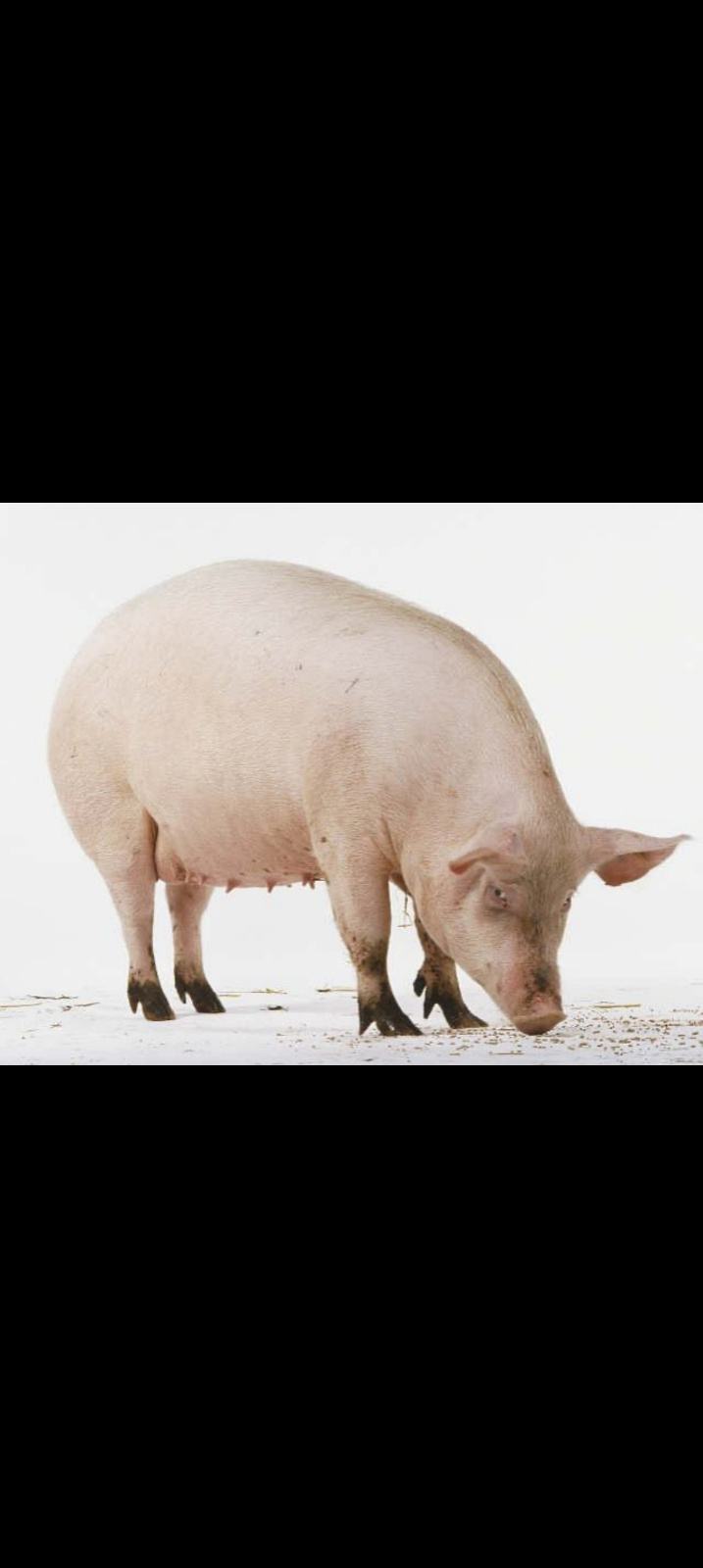 Nerast i krmača