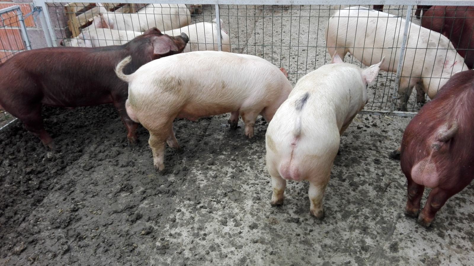 NERASTIC I NAZIMICE VELIKI JOKSIR