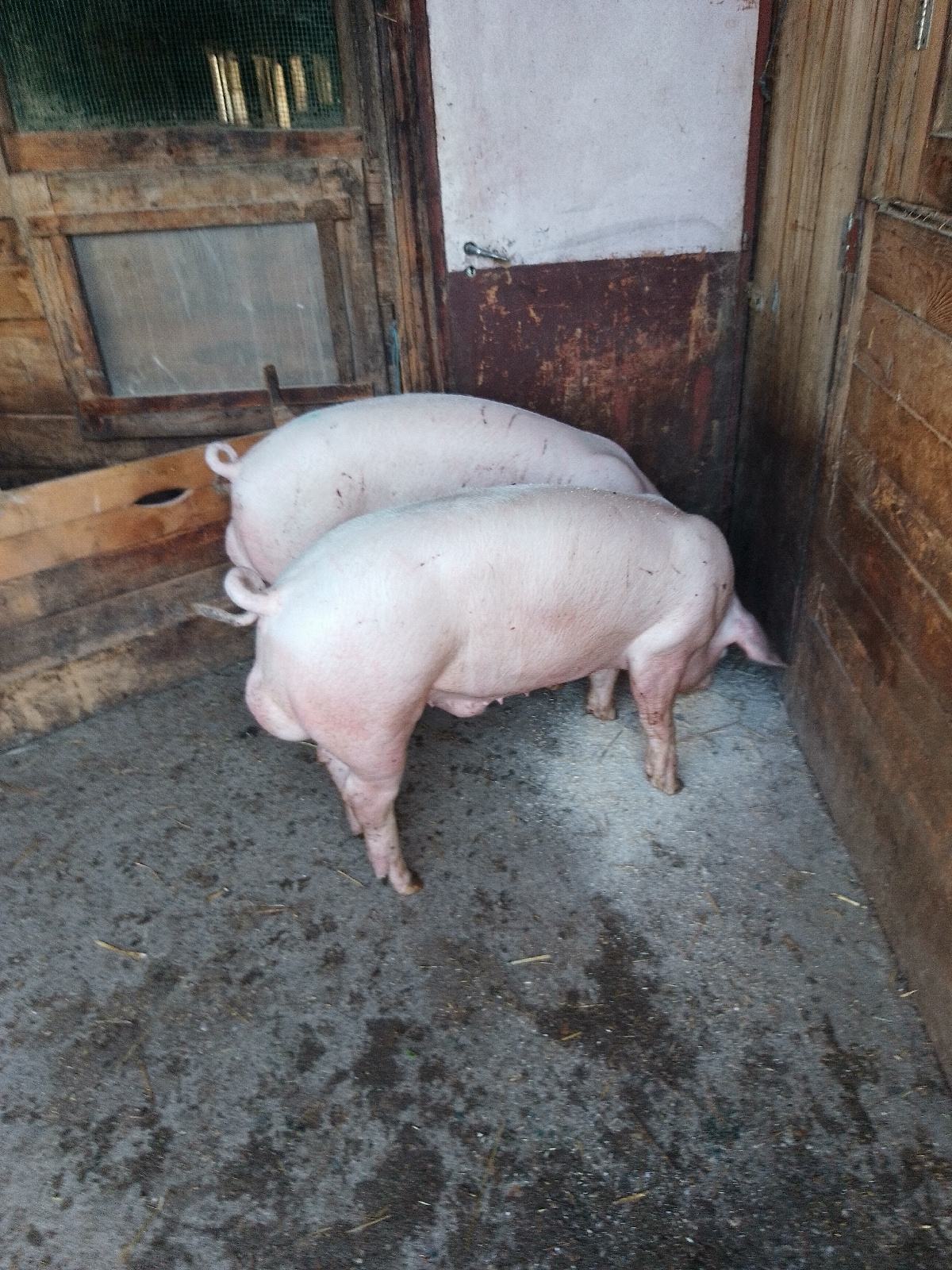 Nerastići i nerasti pasmine landras