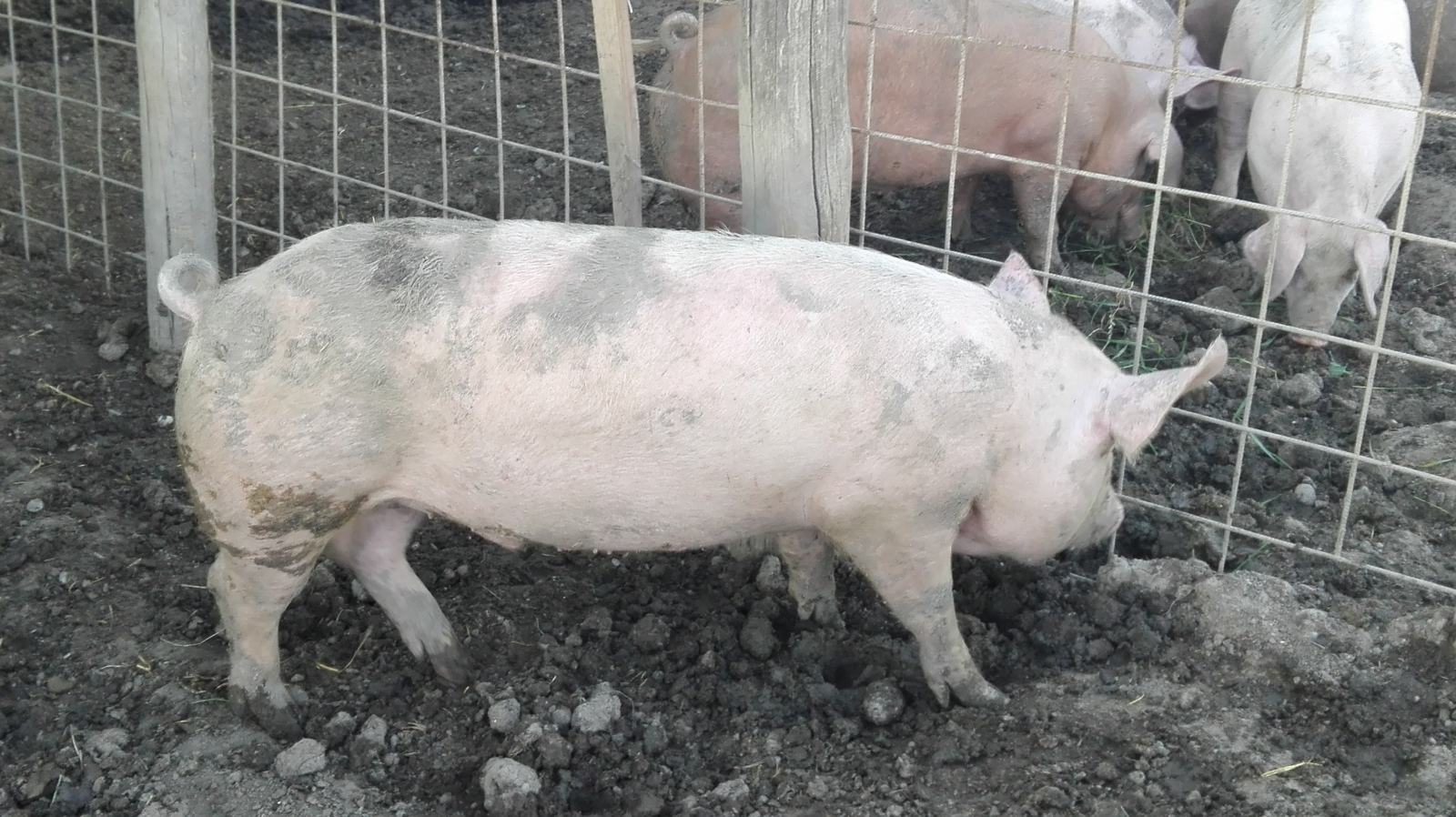 NERASTICI VELIKI JOKSIR TESTIRANI