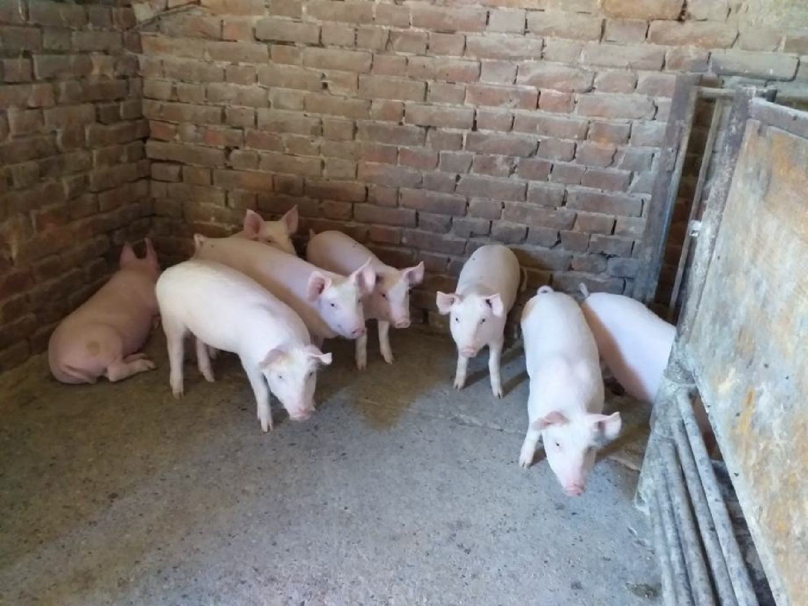 Odojci, 30 kg, Landras